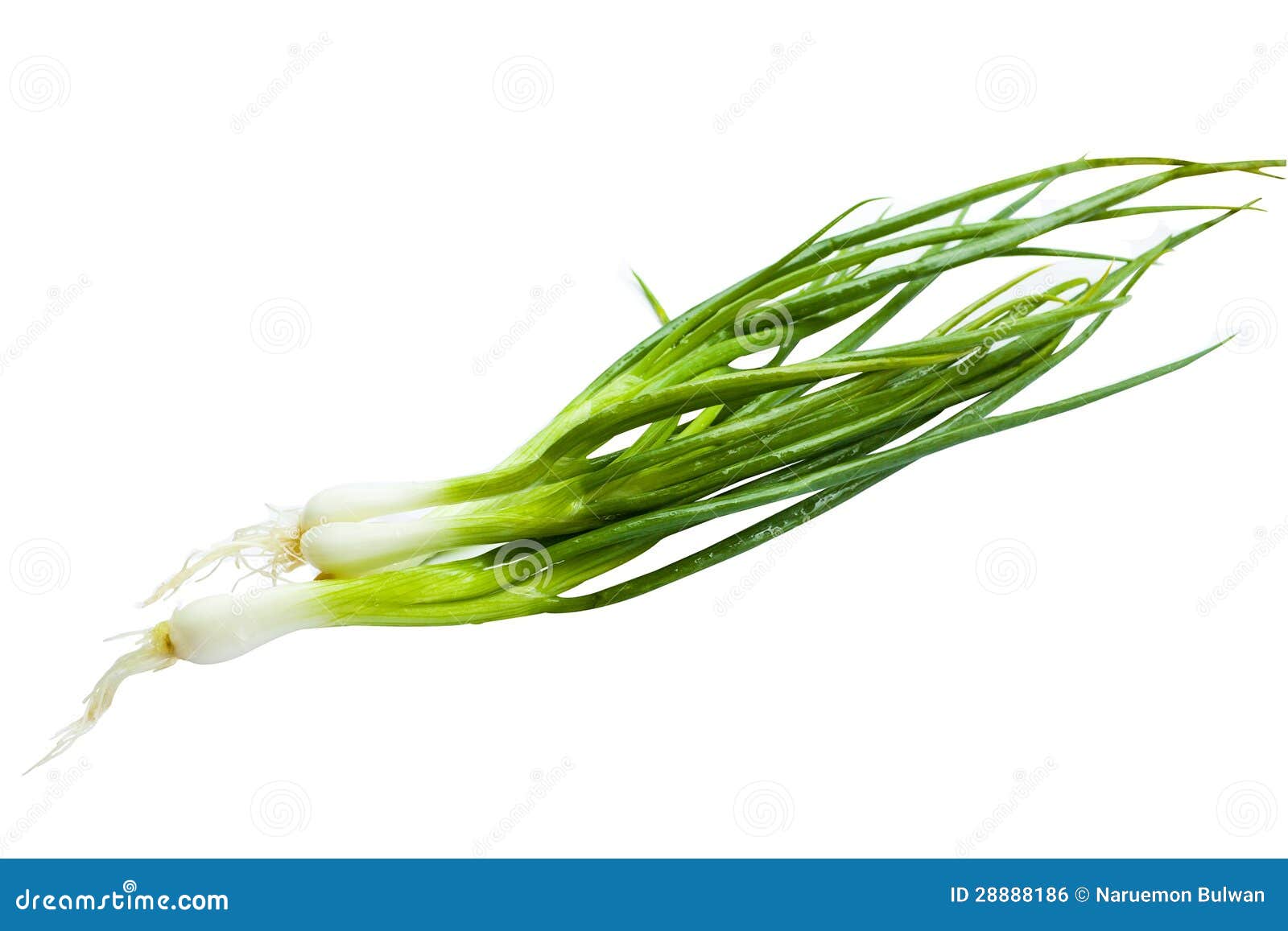 Green Spring Onion Isolated Stock Photo - Image of white, gourmet: 28888186