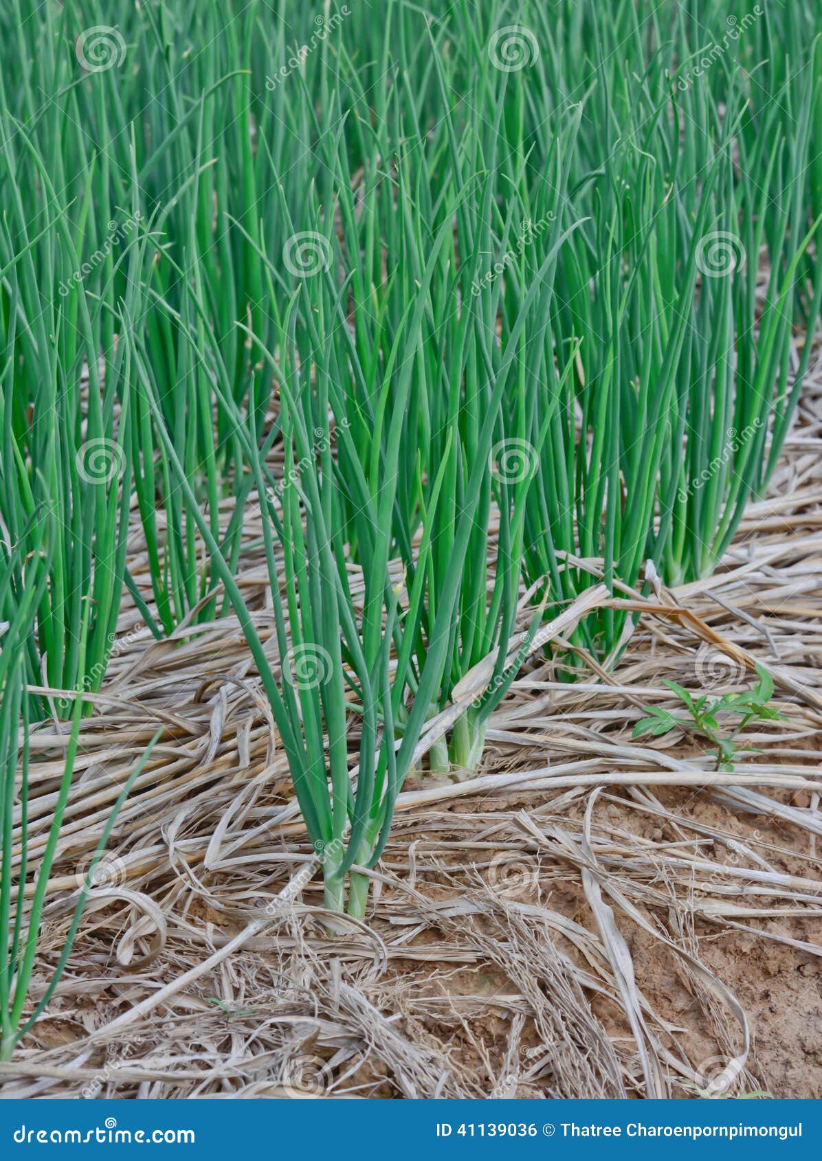 Green Spring Onions in Field Stock Photo - Image of farming, field ...