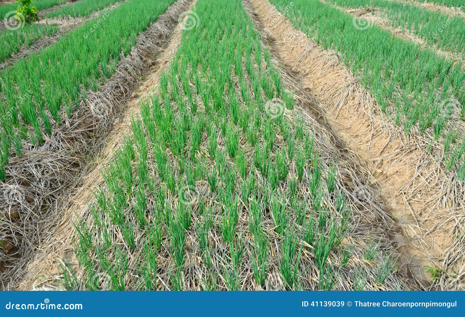 Green Spring Onions in Field Stock Image - Image of aggregatum ...