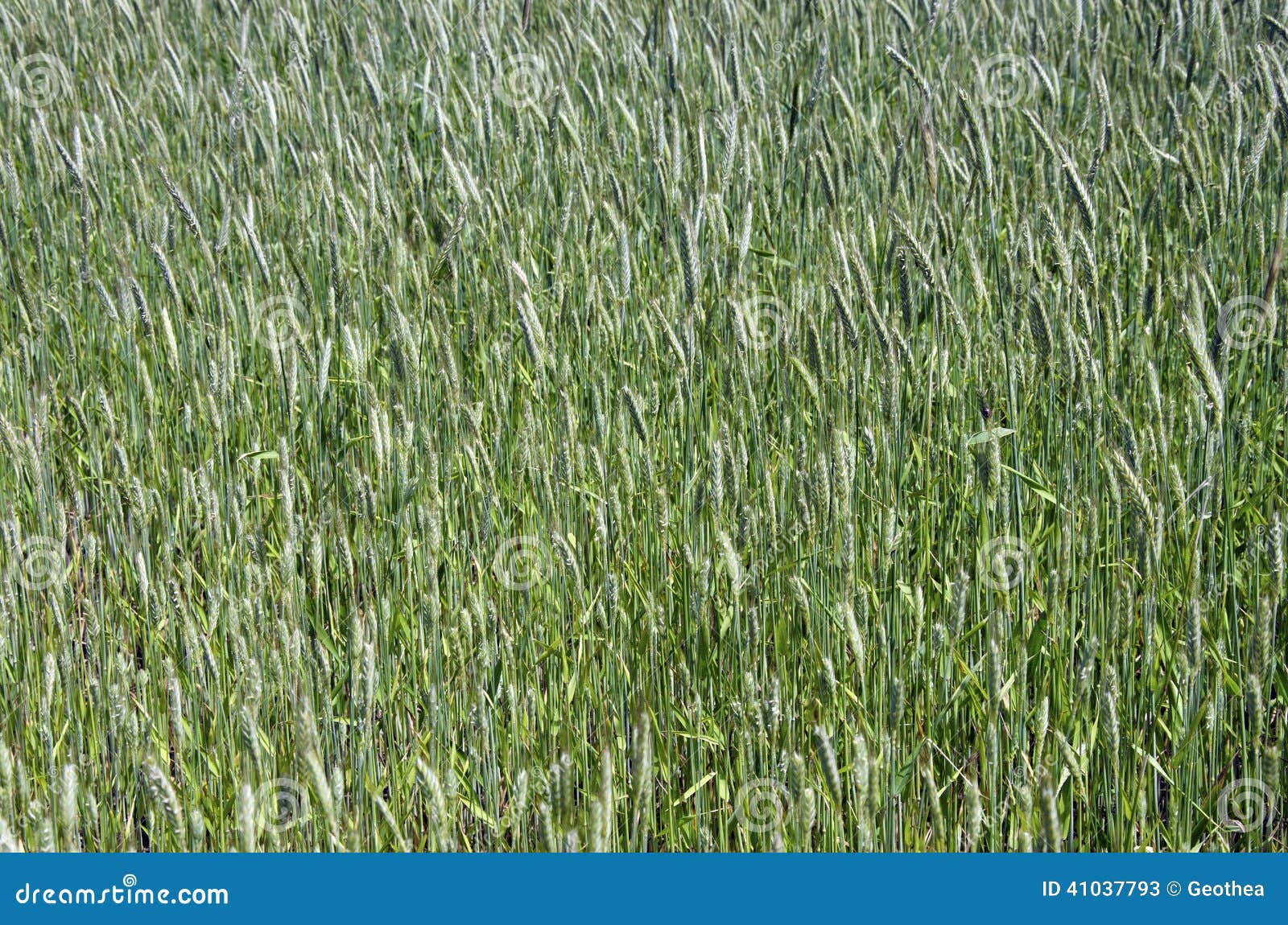 The green spring rye field stock image. Image of spike - 41037793