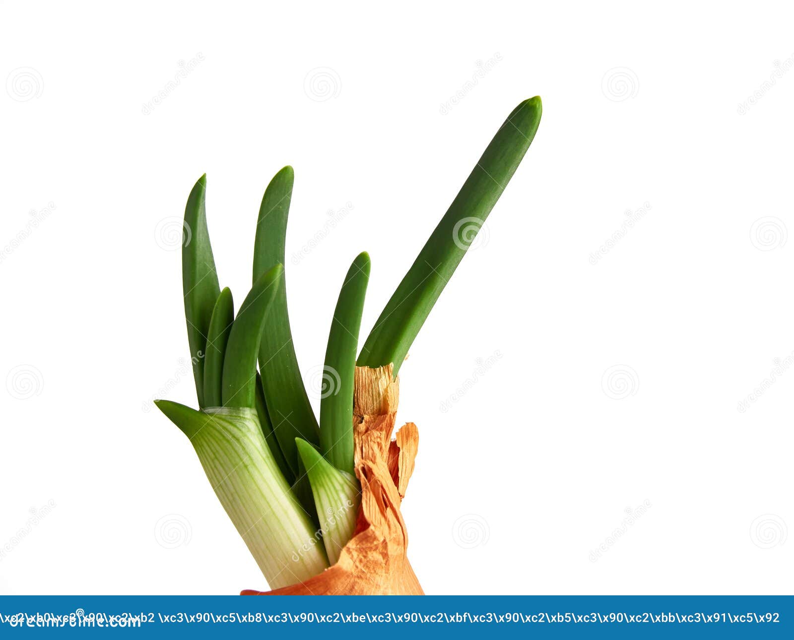 Green Spring Stalks Make Their Way from Yellow Onions_ Stock Image ...