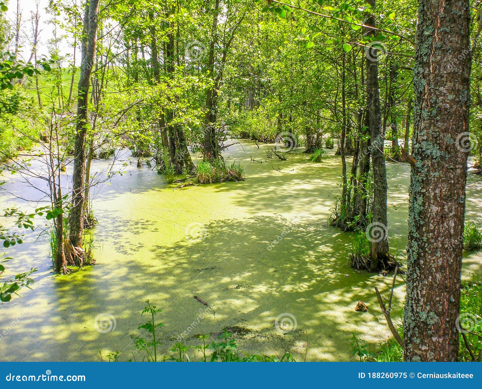 Green spring swamp stock image. Image of marsh, sring - 188260975