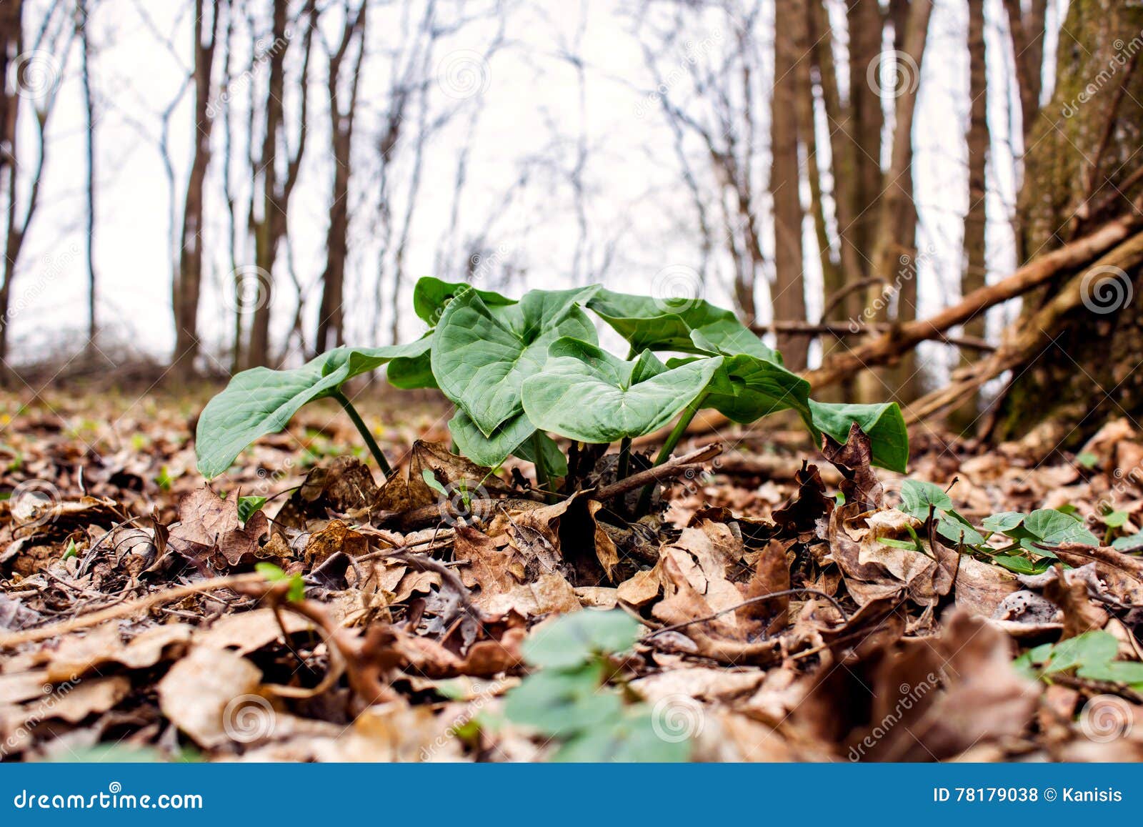 Green Spring Tree Bud Growing in Forest Stock Photo - Image of plant ...