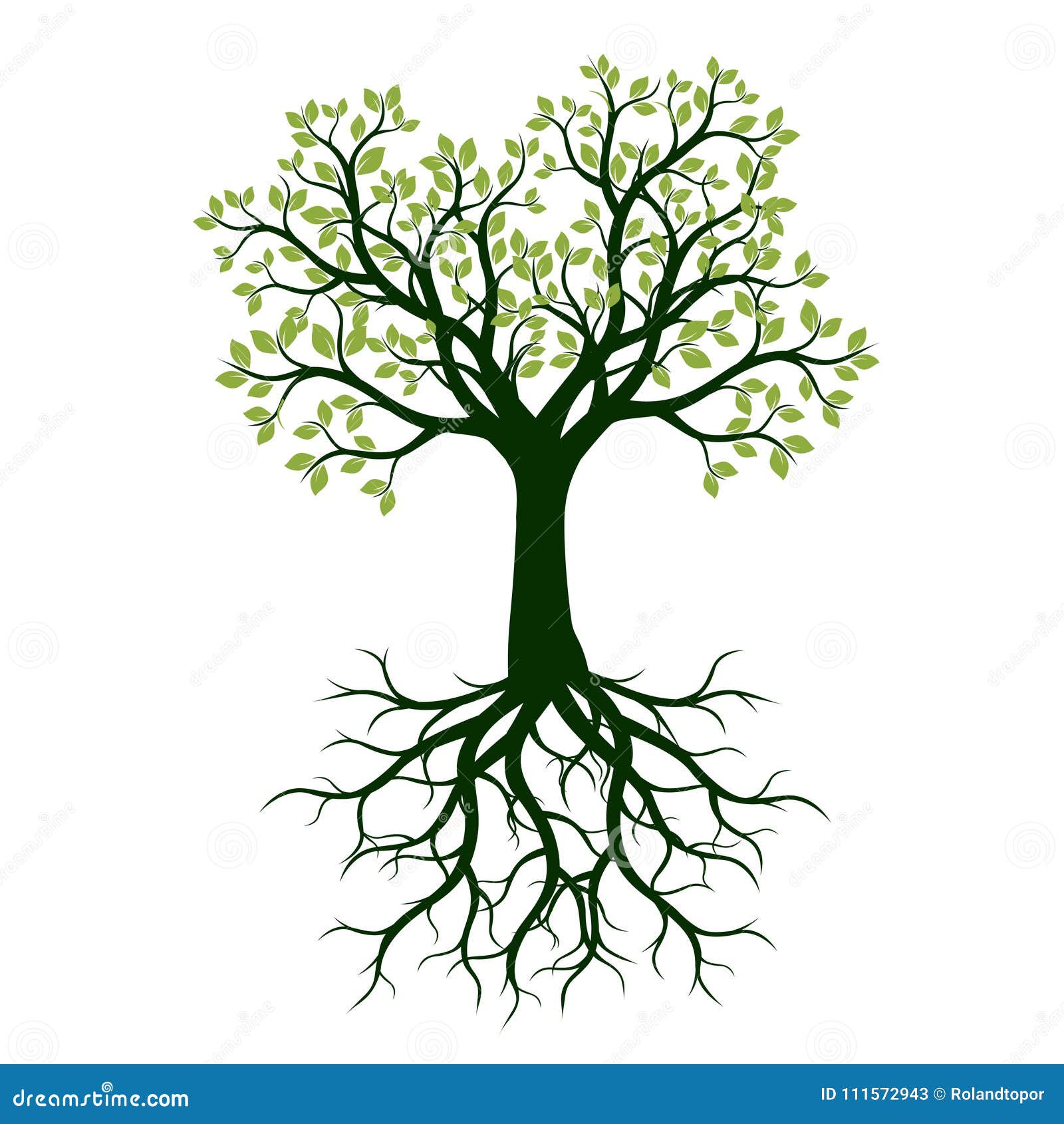Green Spring Tree with Leaves and Roots. Stock Vector - Illustration of ...