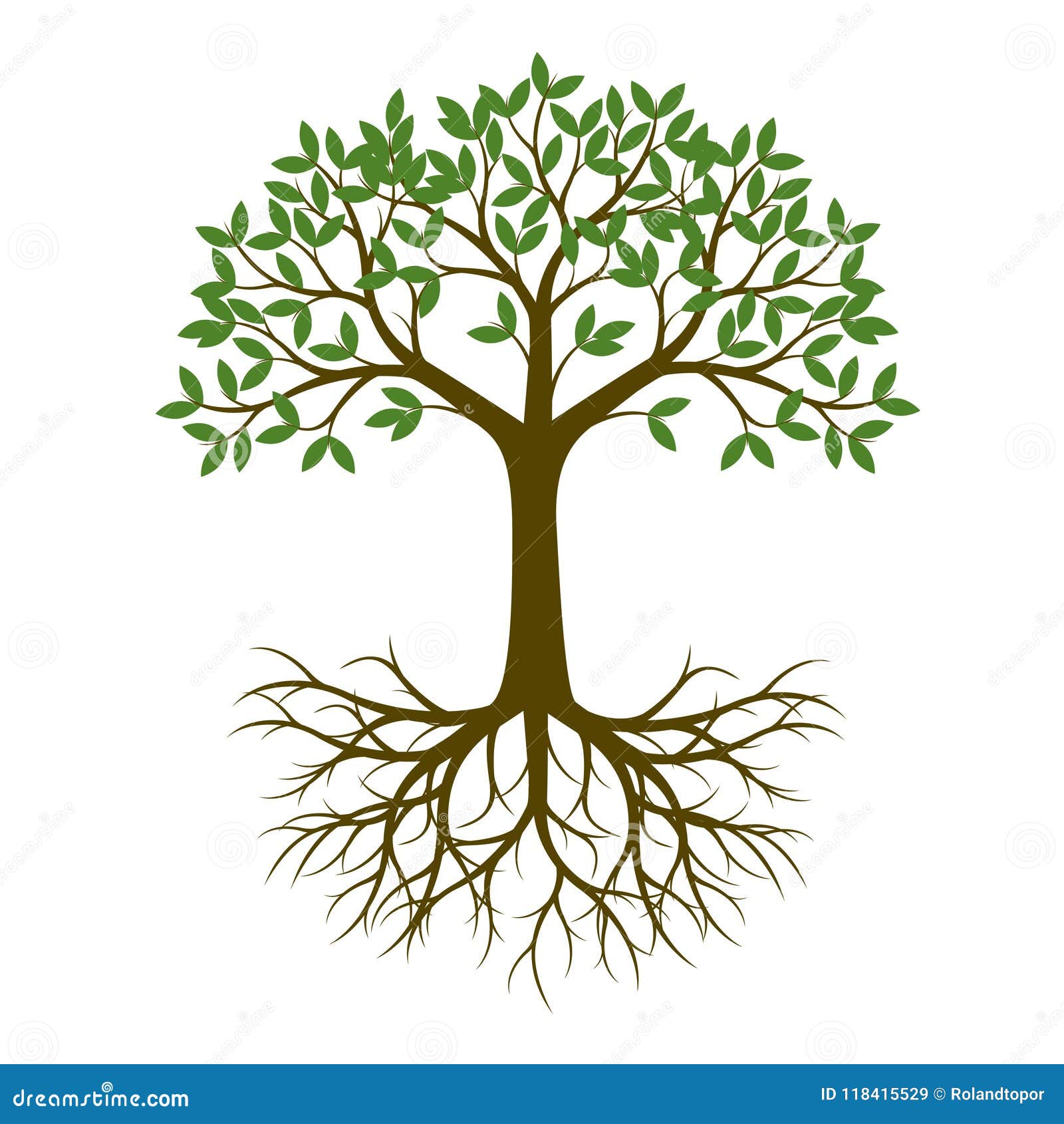 Green Spring Tree with Root. Vector Illustration Stock Vector ...