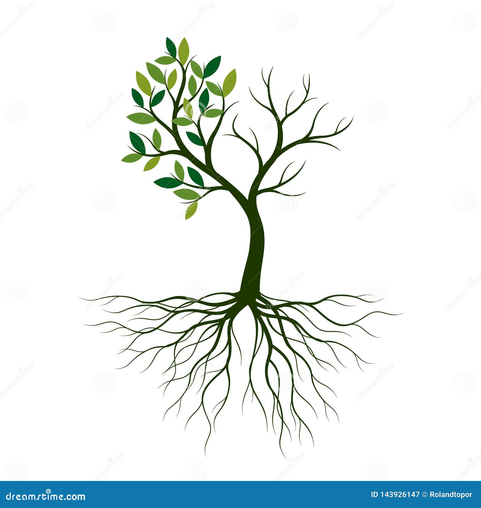 Green Spring Tree with Roots. Vector Illustration Stock Vector ...