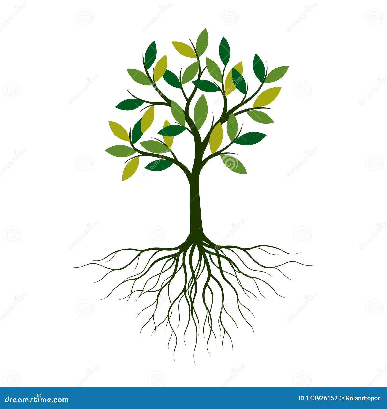 Green Spring Tree with Roots. Vector Illustration Stock Vector ...