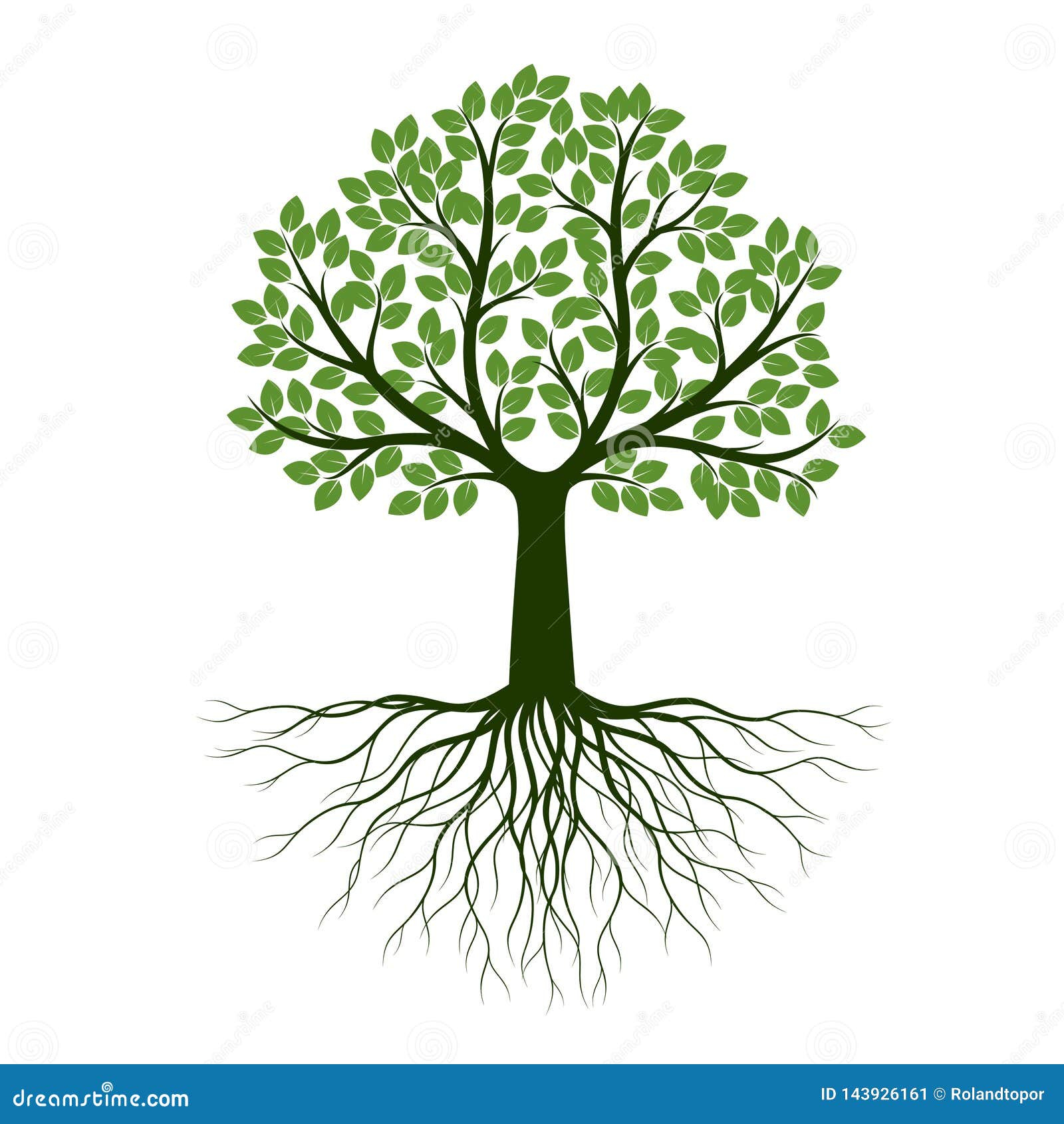 Green Spring Tree with Roots. Vector Illustration Stock Vector ... Green Spring Tree with Roots. Vector Illustration Stock Vector ...