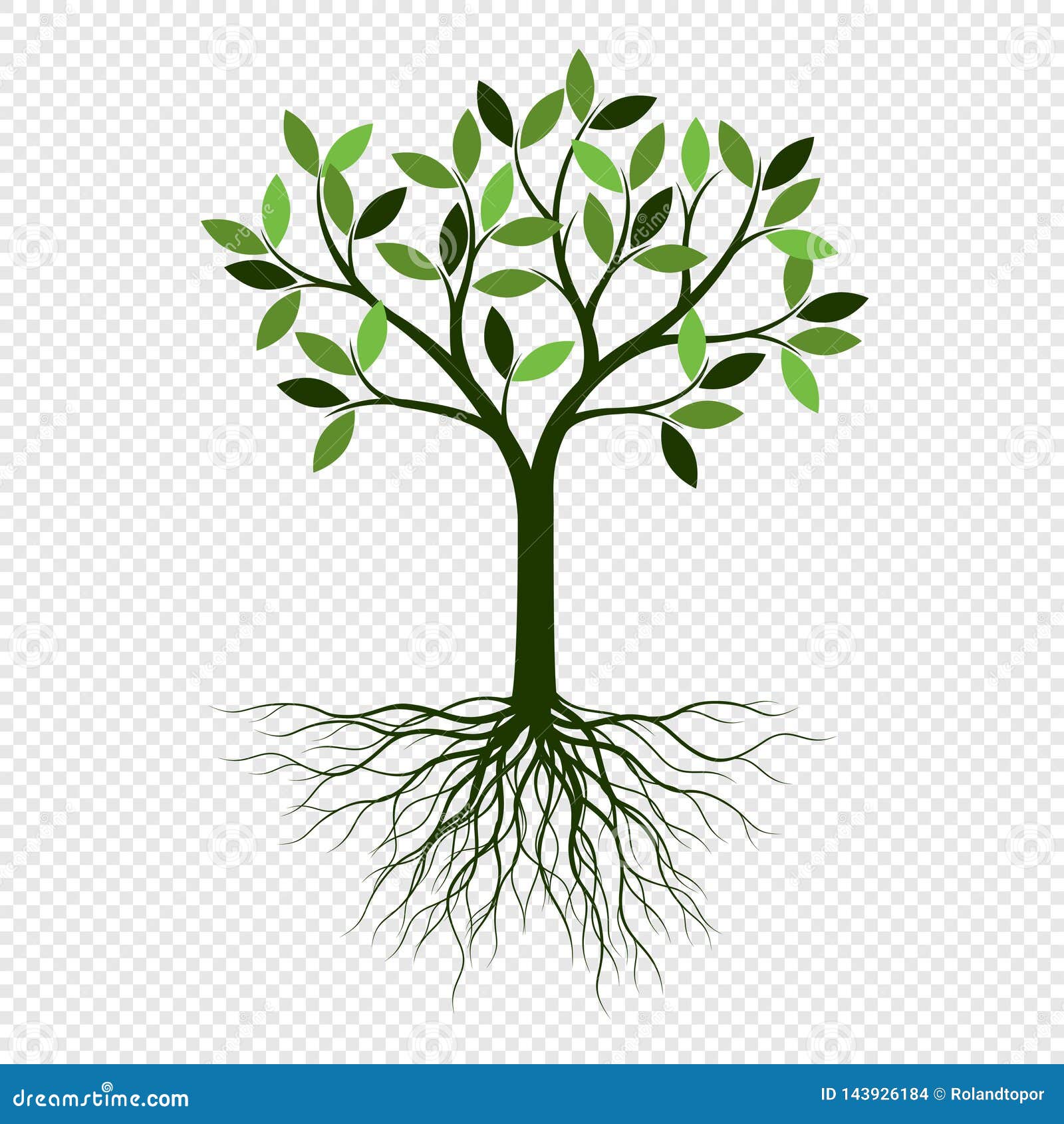 Green Spring Tree with Roots. Vector Illustration Stock Illustration ...