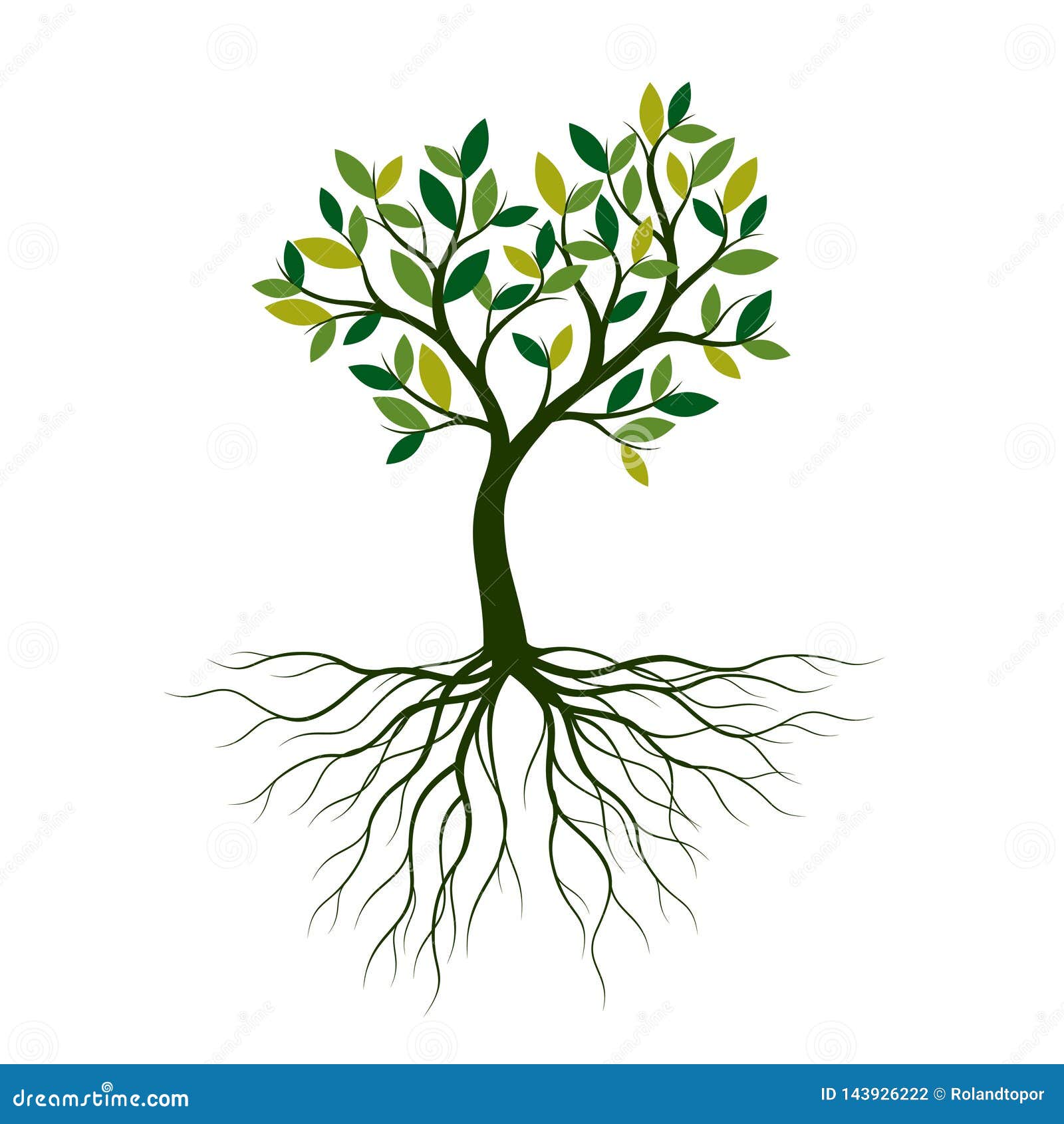 Green Spring Tree with Roots. Vector Illustration Stock Illustration ...