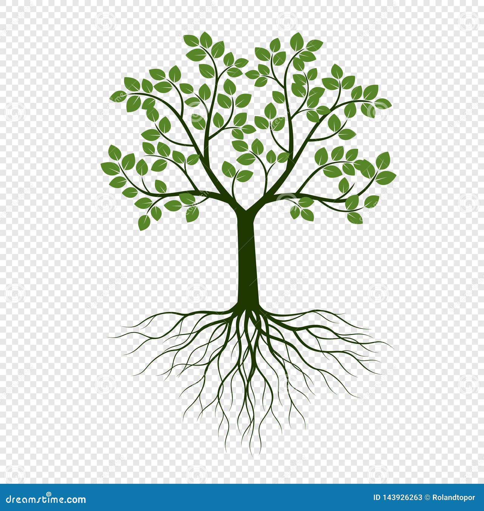 Green Spring Tree with Roots. Vector Illustration Stock Illustration ...