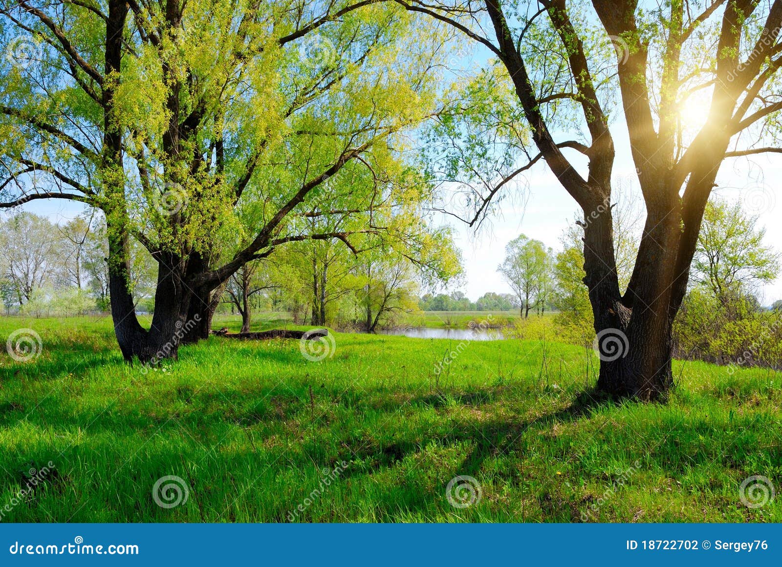 Green spring tree and sun stock photo. Image of nature - 18722702