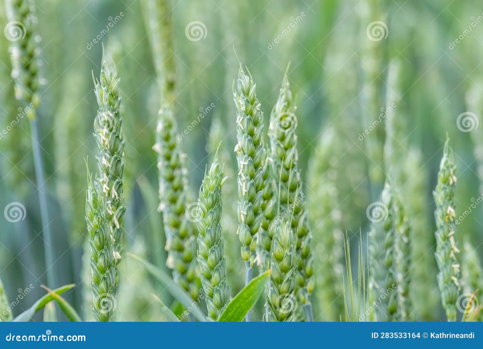 Green Spring Wheat Field Crops, Ears Close-up Stock Photo - Image of ...