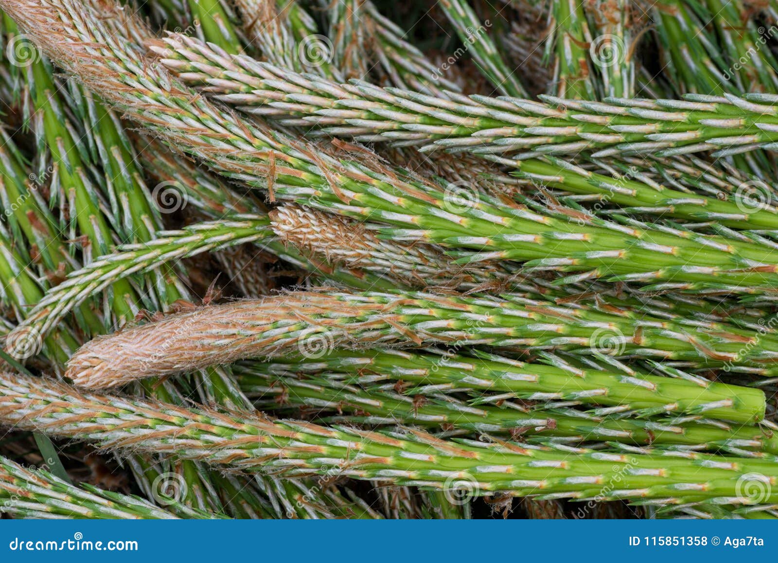 Green Young Pine Buds for Syrup Stock Photo - Image of outdoor, nature ...