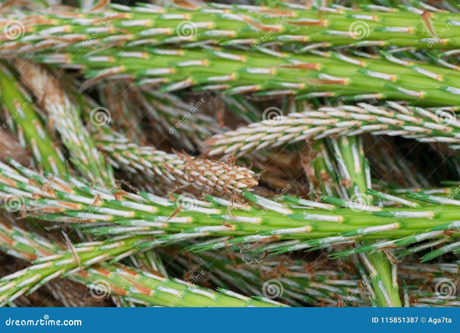 Green Young Pine Buds for Syrup Stock Image - Image of aromatic ...