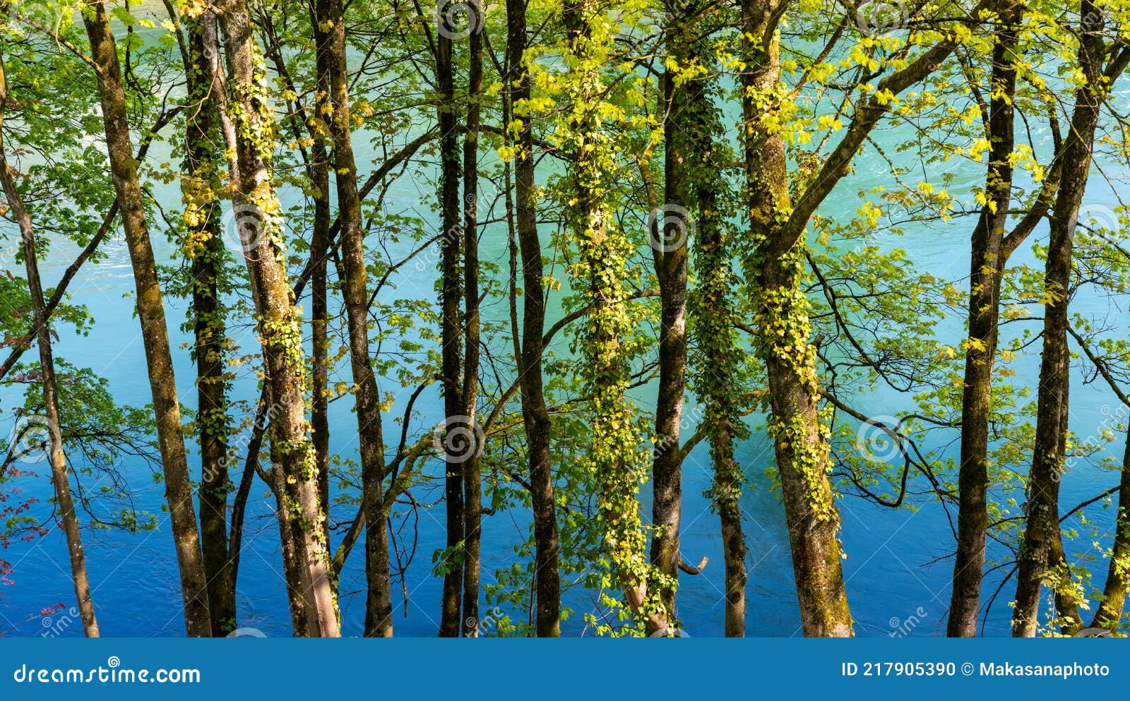 Green Springtime Trees with a Vibrant Blue River Behind Stock Photo ...