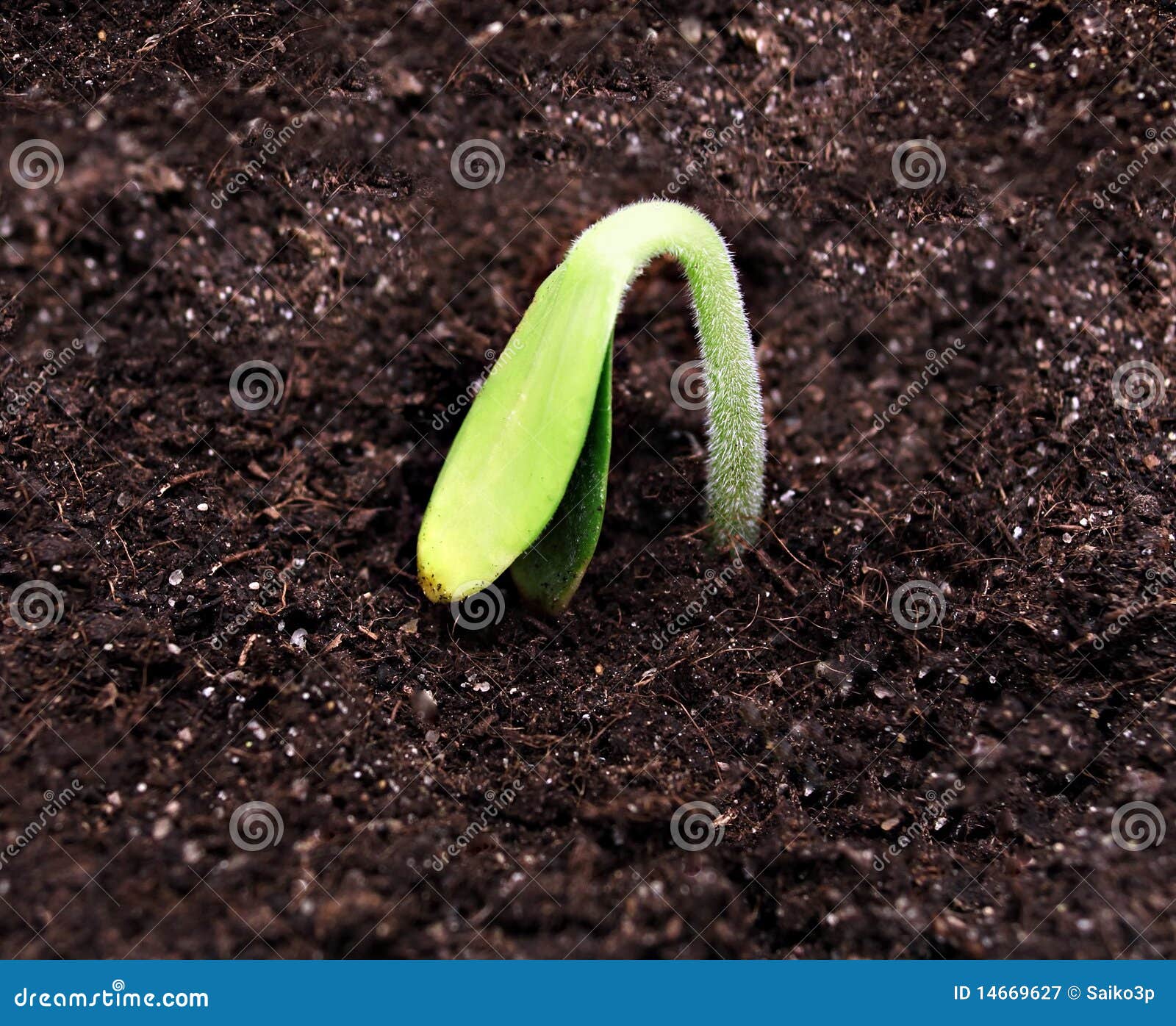 Green sprout stock image. Image of macro, development - 14669627