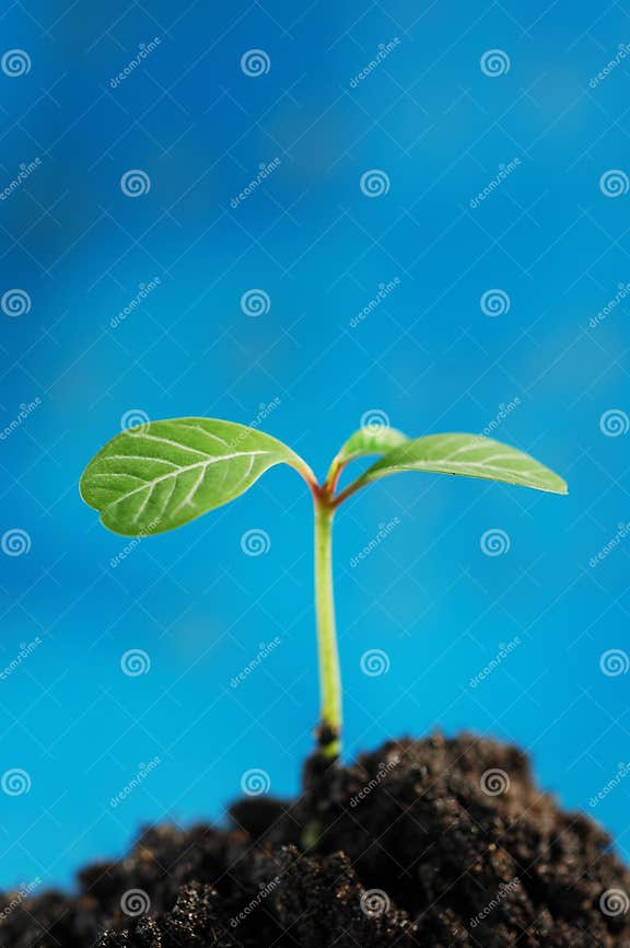 Green sprout stock photo. Image of plant, blade, ecology - 2229476