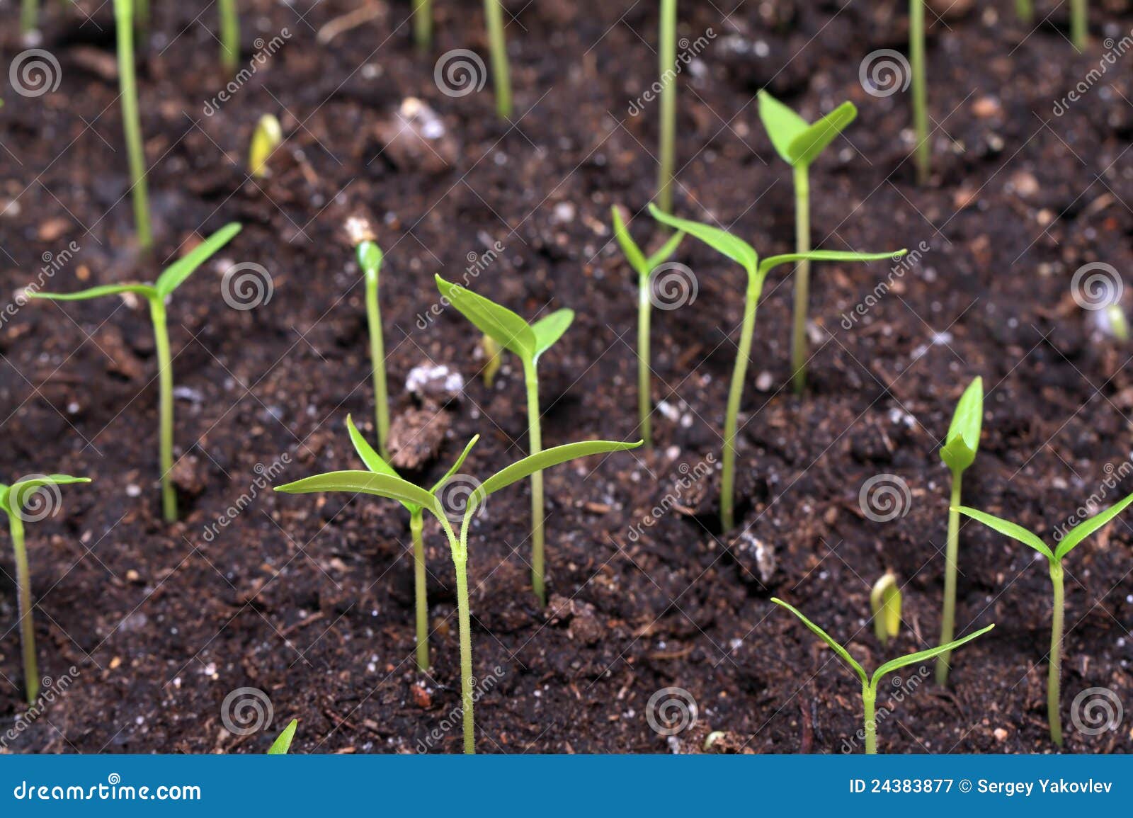 Green sprout stock image. Image of environment, freshness - 24383877