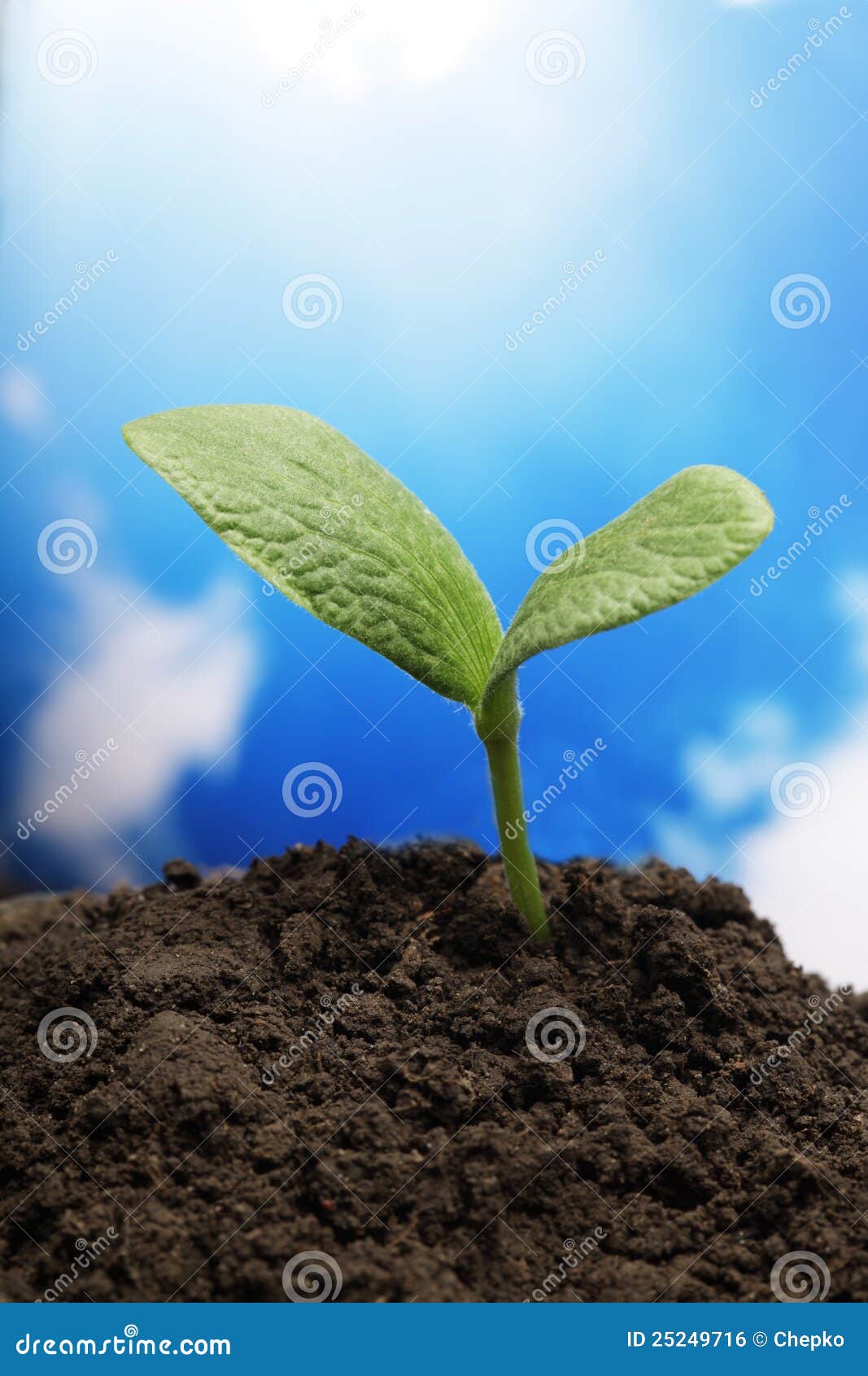 Green sprout stock photo. Image of close, agriculture - 25249716