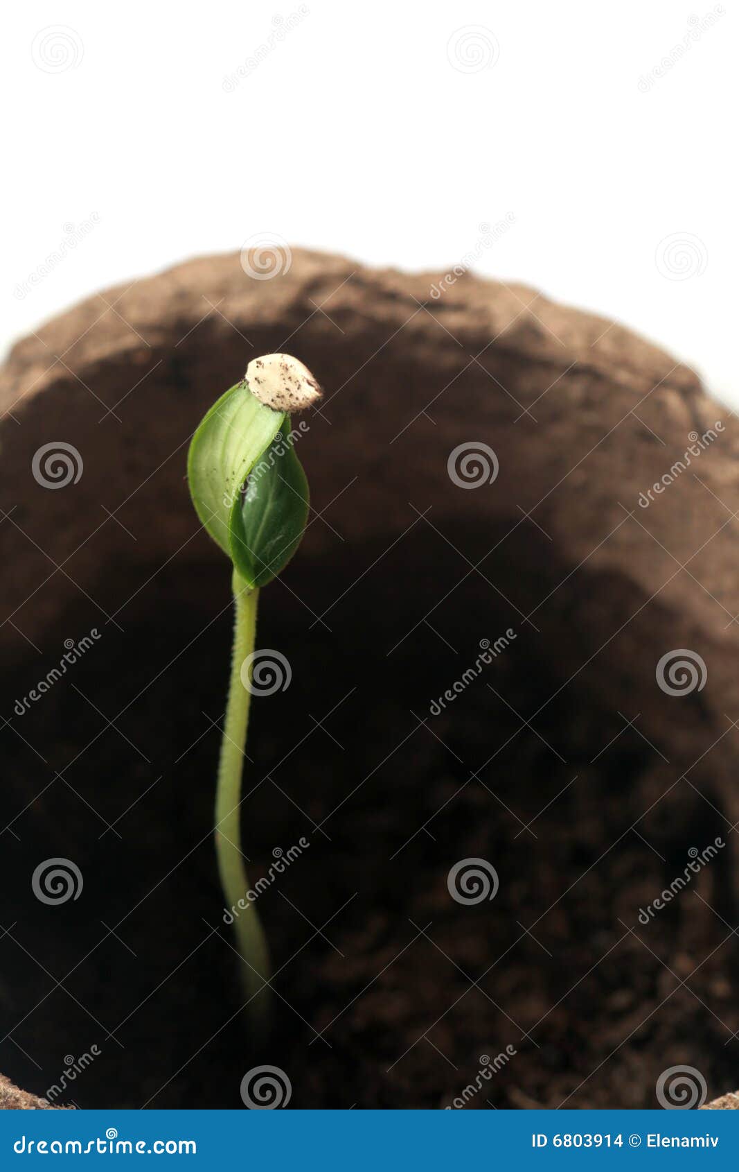 Green sprout. stock photo. Image of plants, fresh, leaf - 6803914