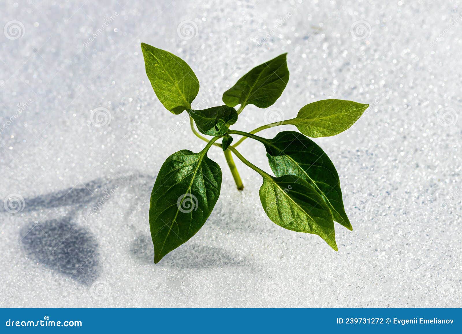 A Green Sprout Breaking through the Snow in Spring Stock Photo - Image ...