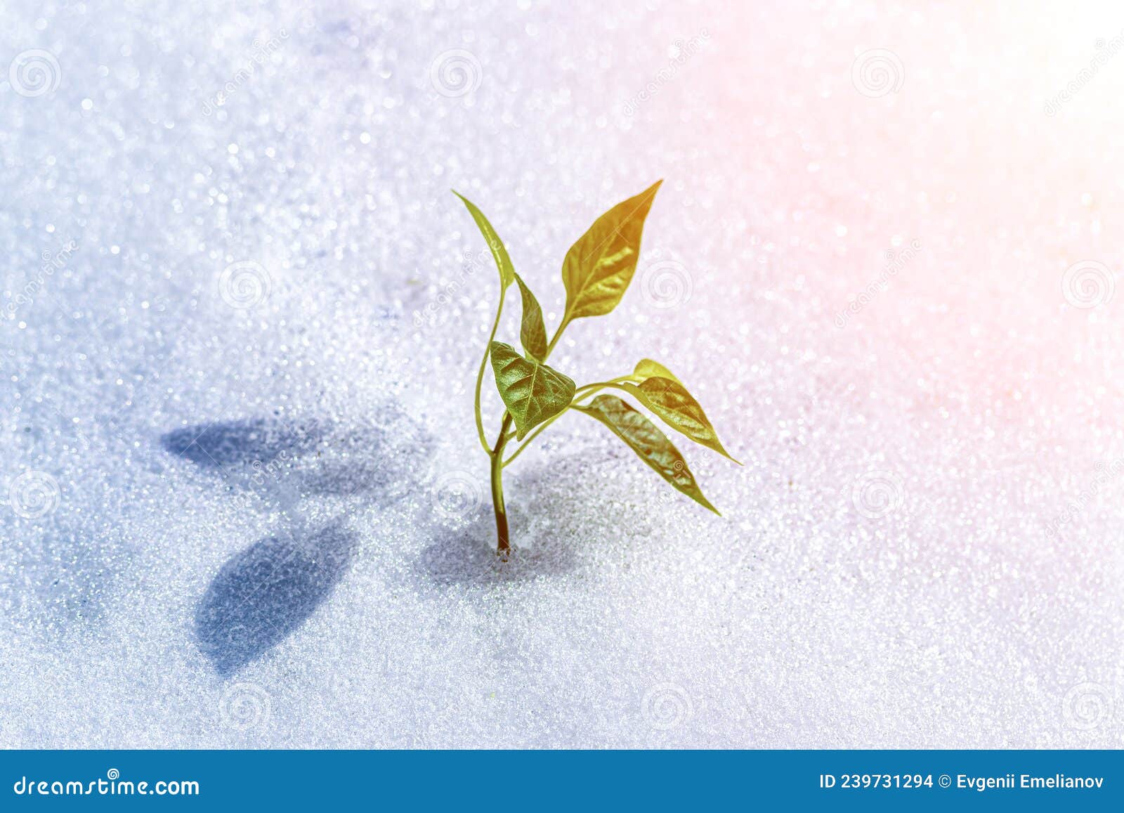 A Green Sprout Breaking through the Snow in Spring Stock Photo - Image ...