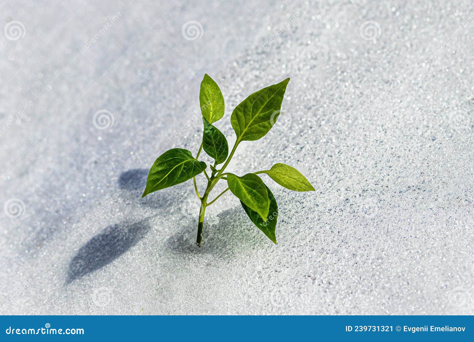 A Green Sprout Breaking through the Snow in Spring Stock Image - Image ...
