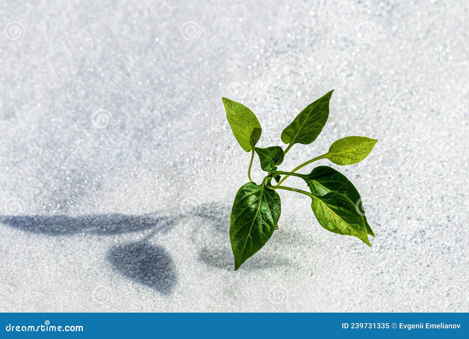 A Green Sprout Breaking through the Snow in Spring Stock Image - Image ...