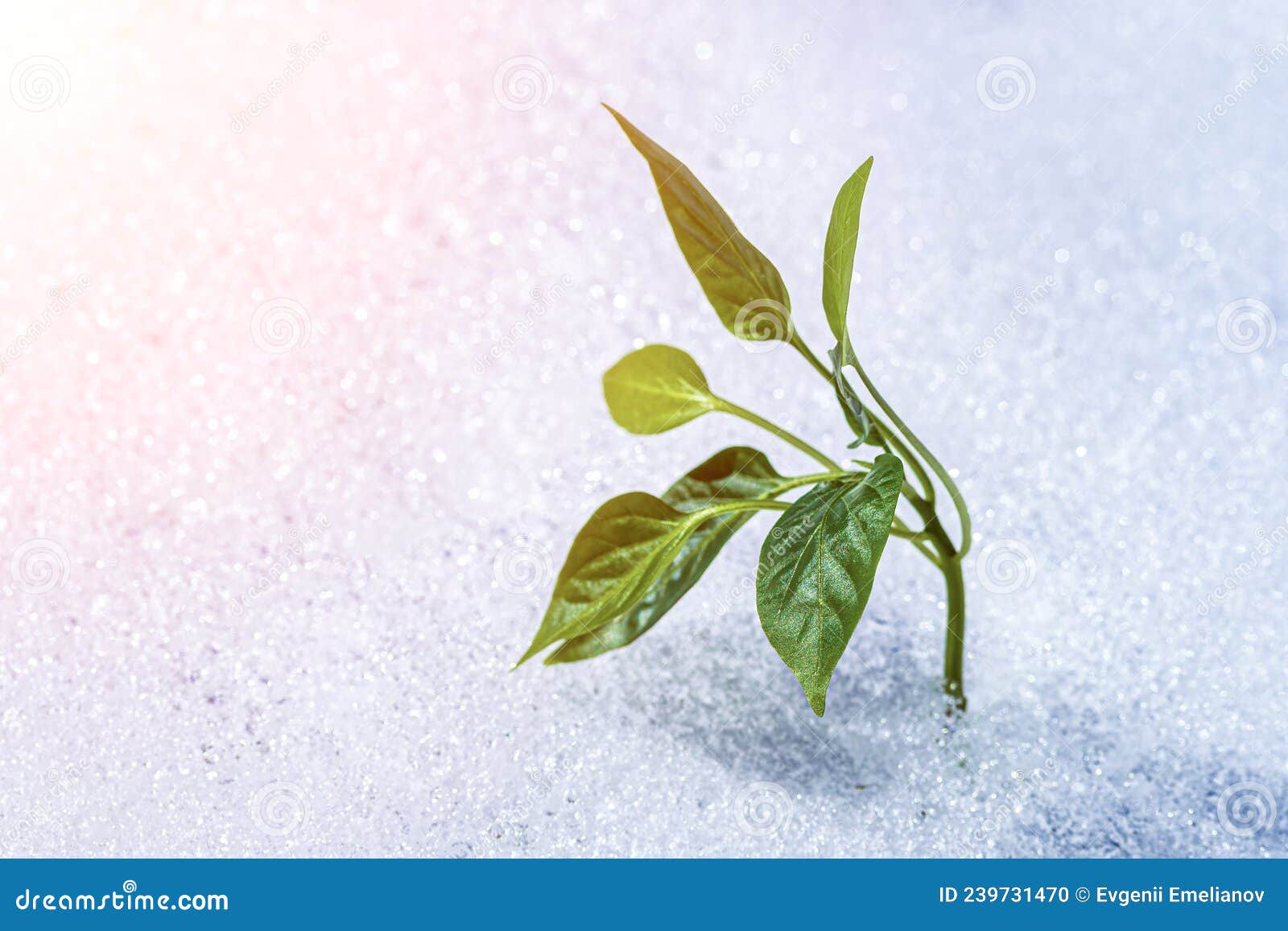 A Green Sprout Breaking through the Snow in Spring Stock Photo - Image ...