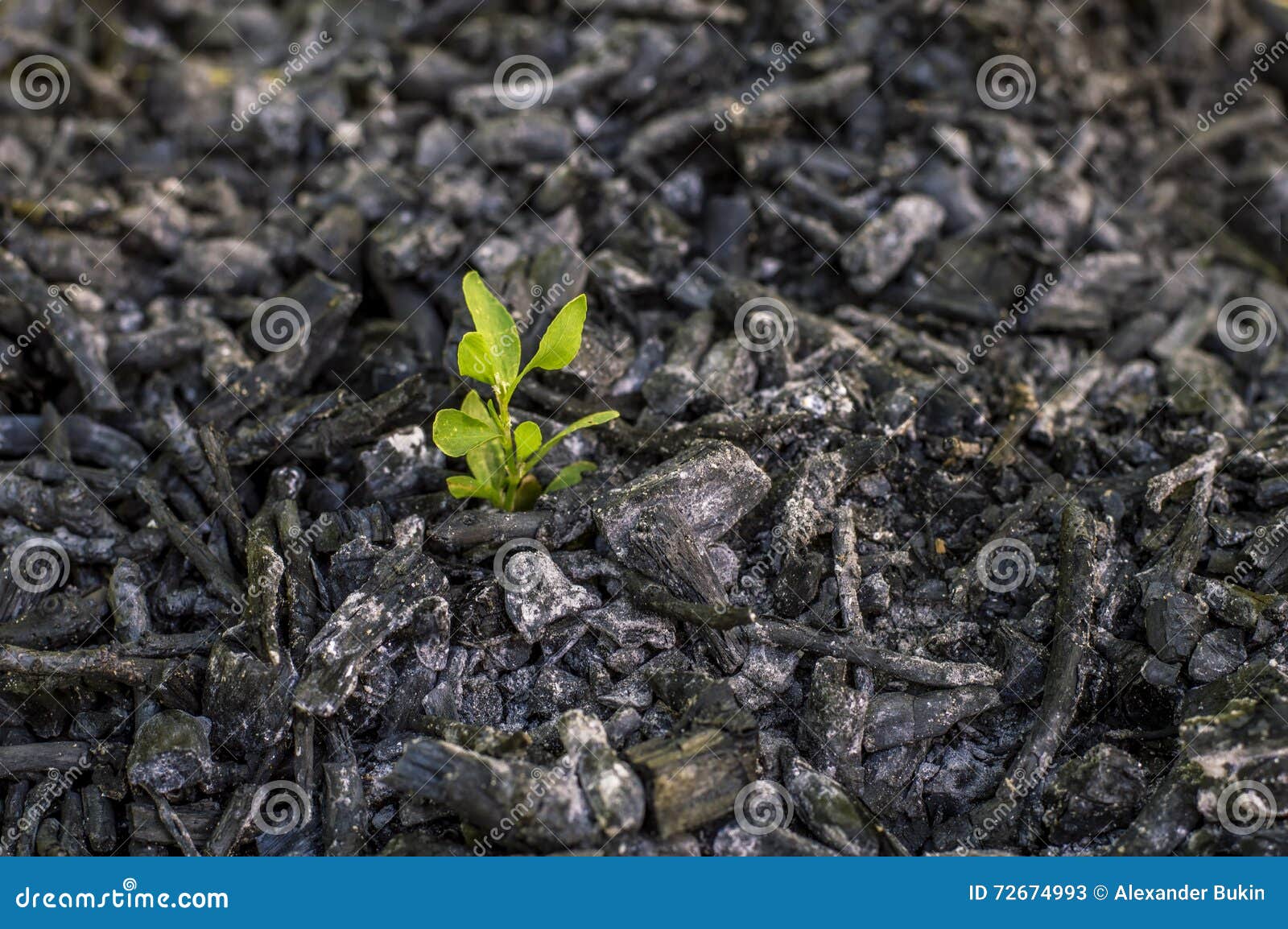 Green Sprout in the Burned Coal Stock Image - Image of ground, earth ...
