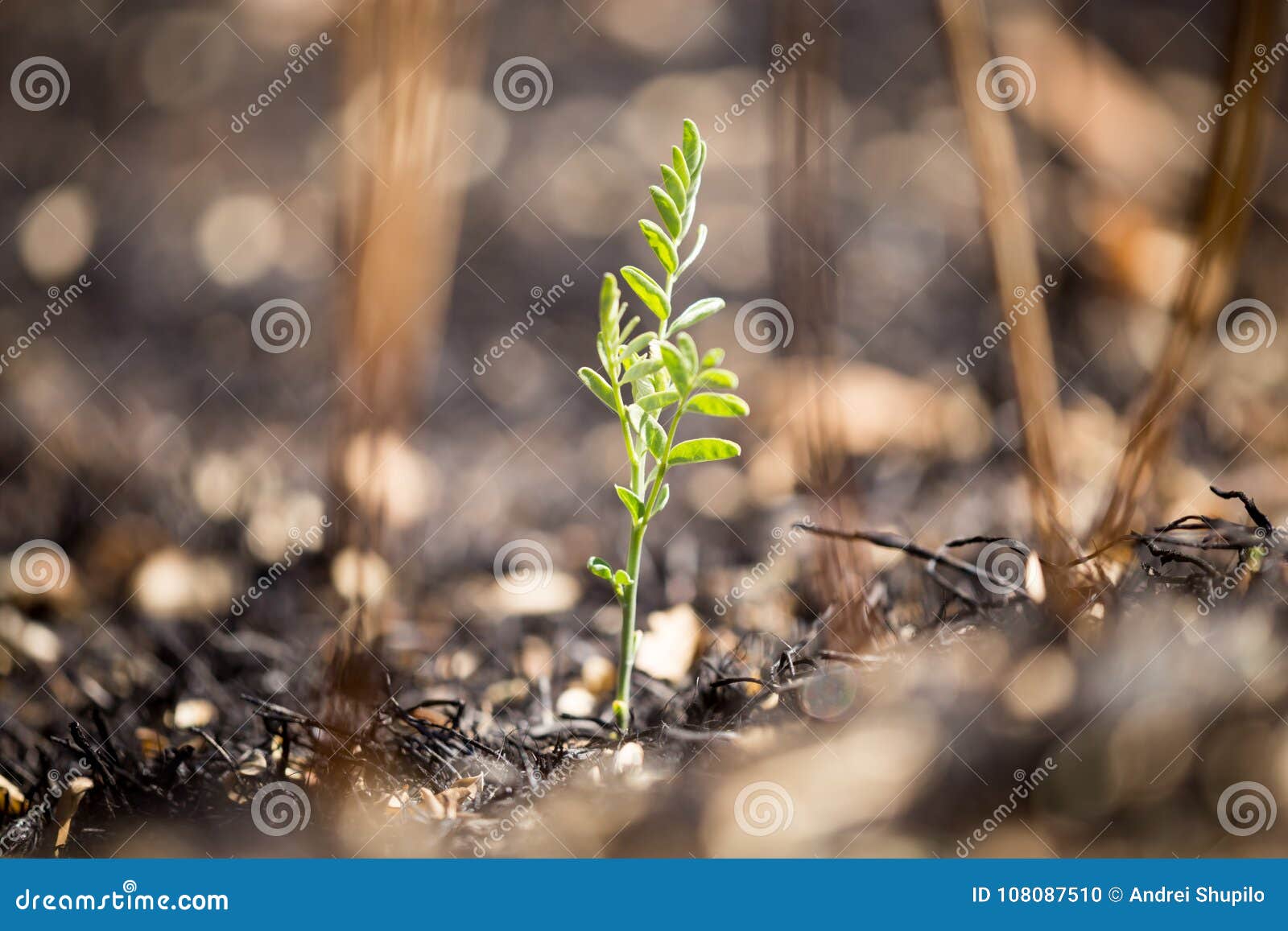 Green Sprout on Burnt Grass after Fire Stock Photo - Image of burn ...