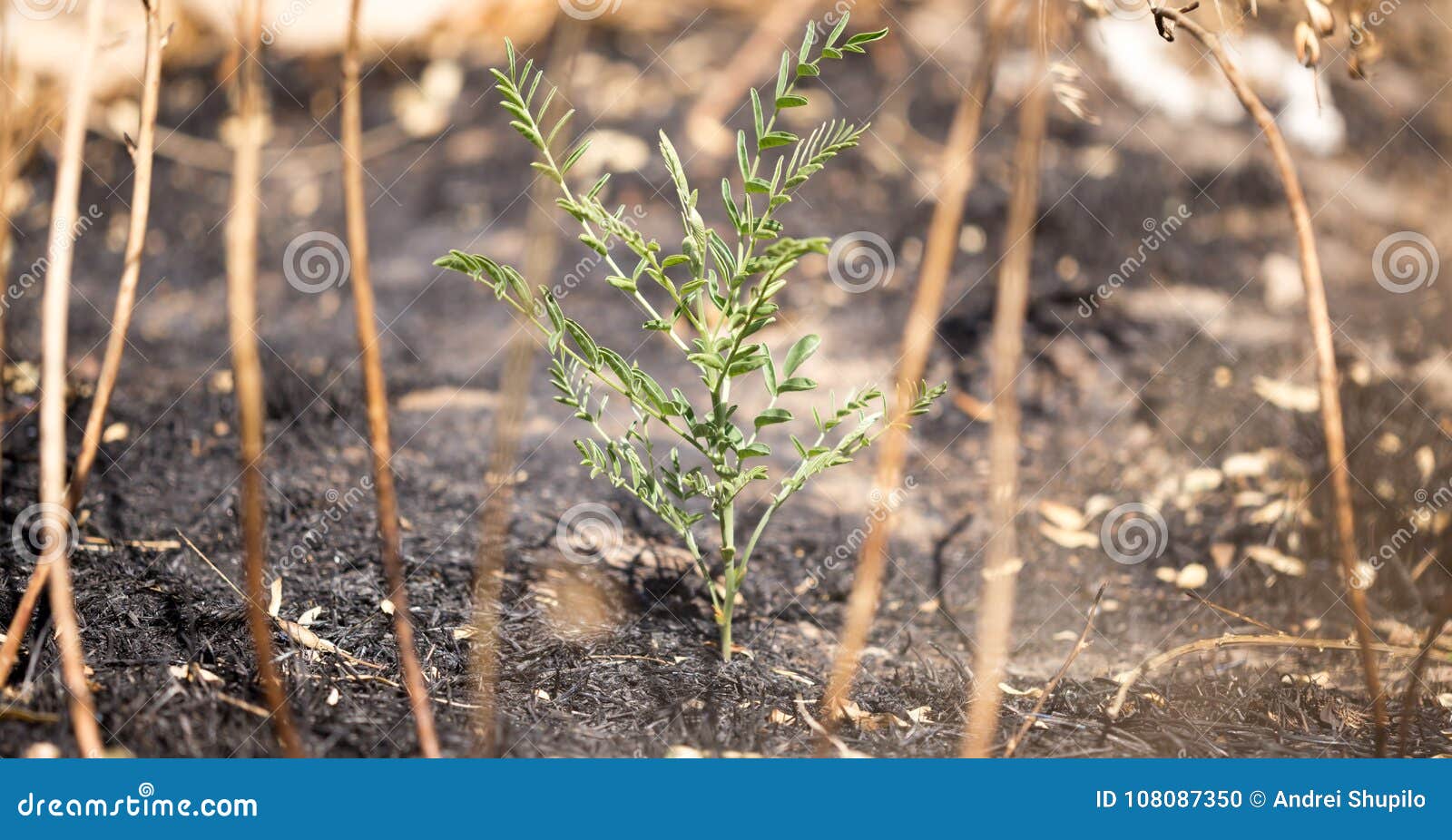 Green Sprout on Burnt Grass after Fire Stock Photo - Image of fire ...