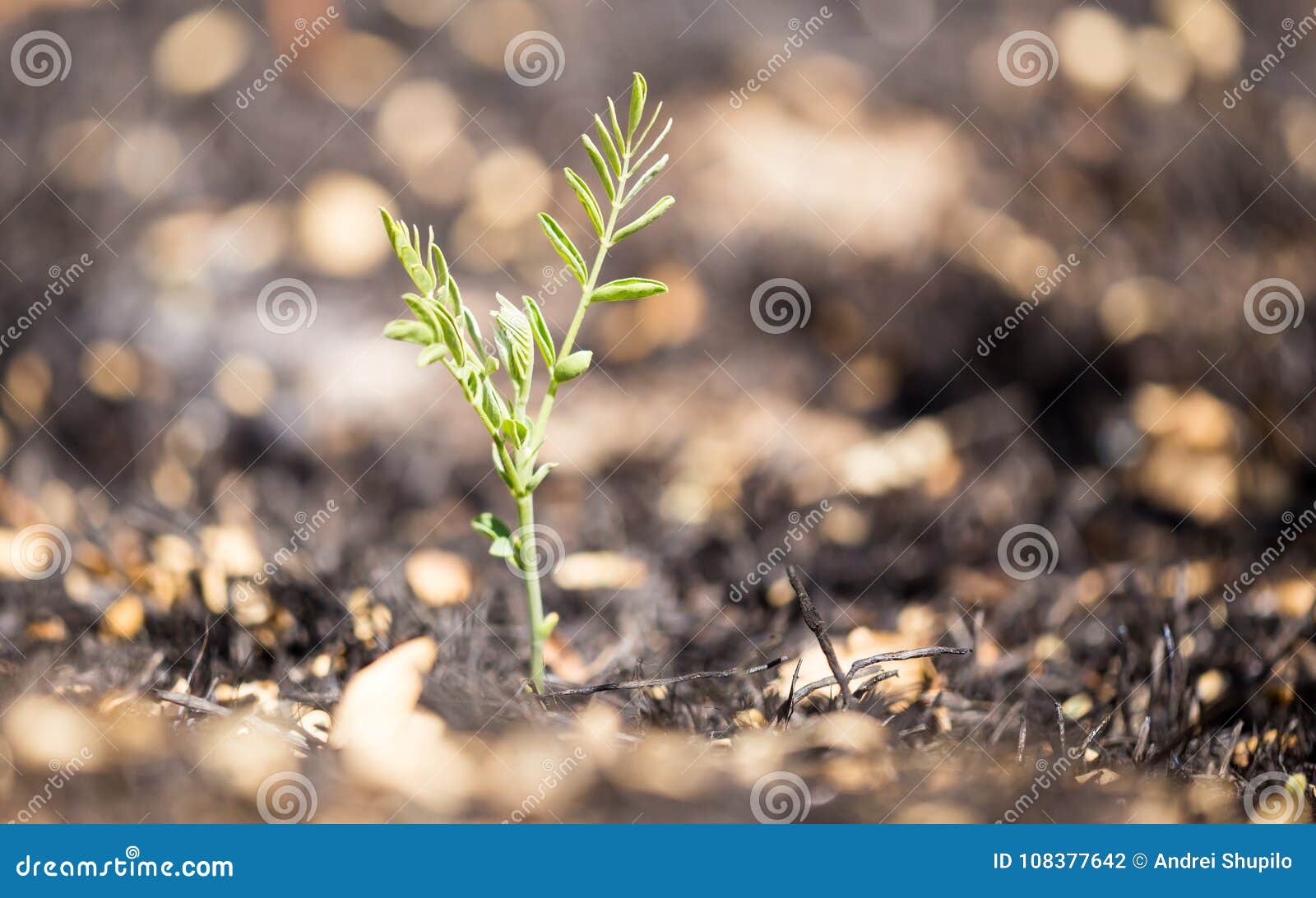 Green Sprout on Burnt Grass after Fire Stock Photo - Image of forest ...