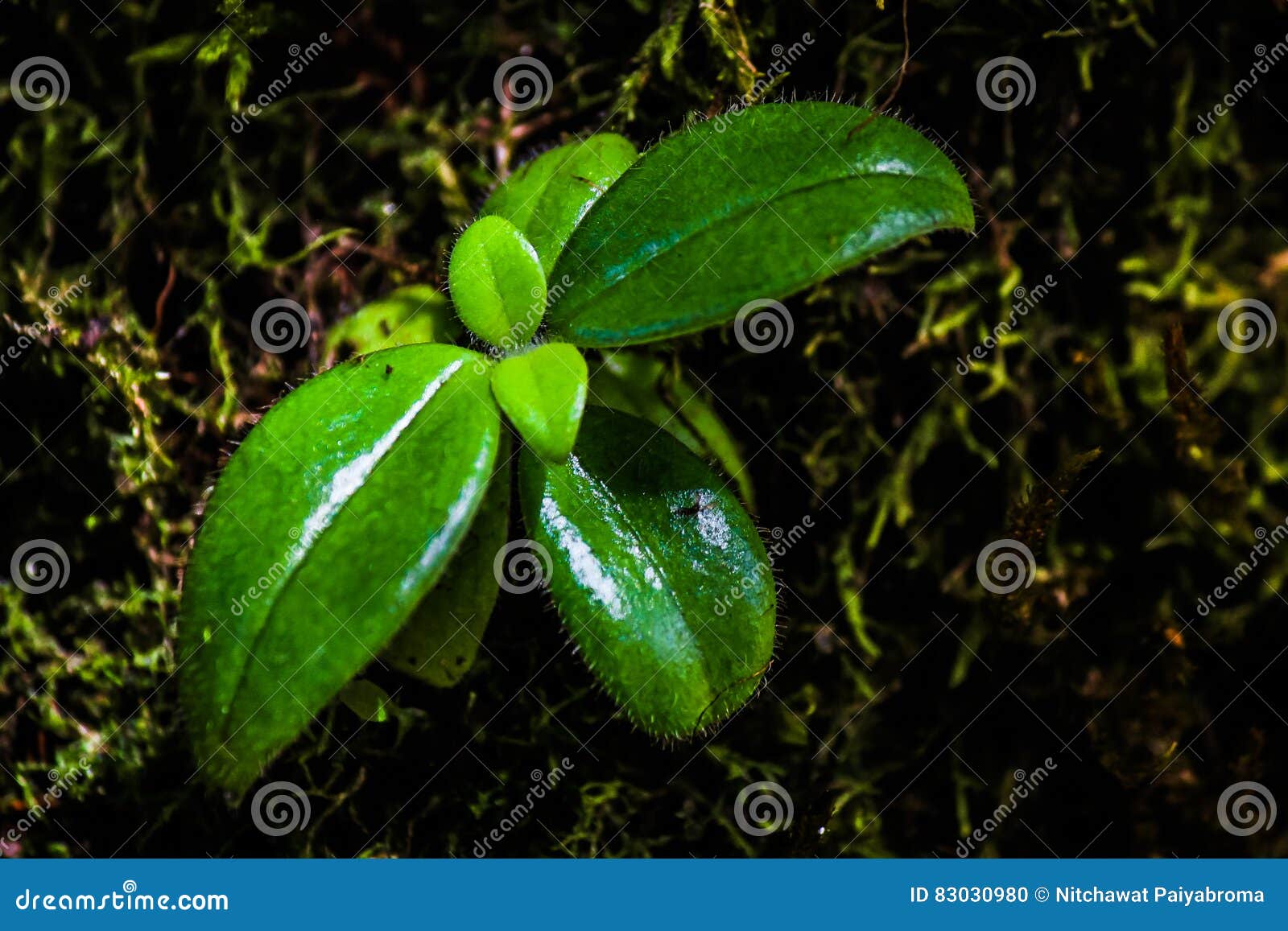 Green sprout stock photo. Image of leaf, sprout, growth - 83030980