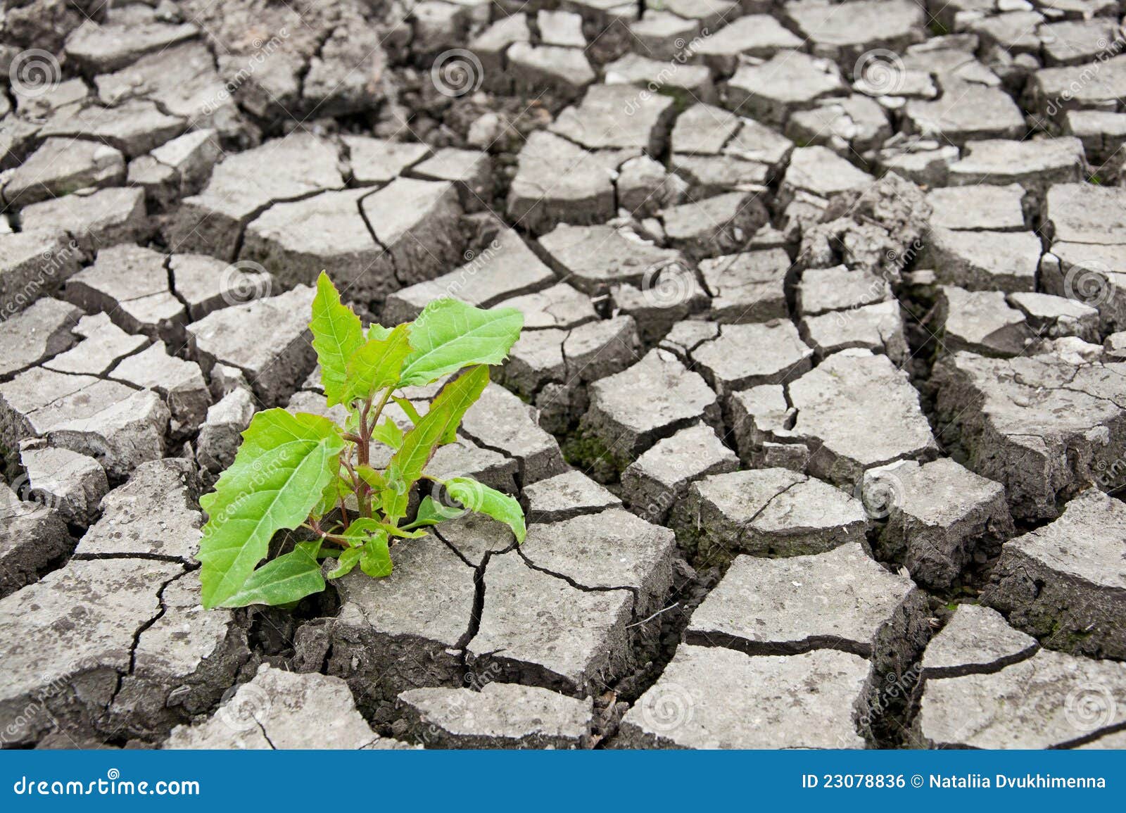 Green Sprout in the Dry Ground Stock Photo - Image of leaf, life: 23078836