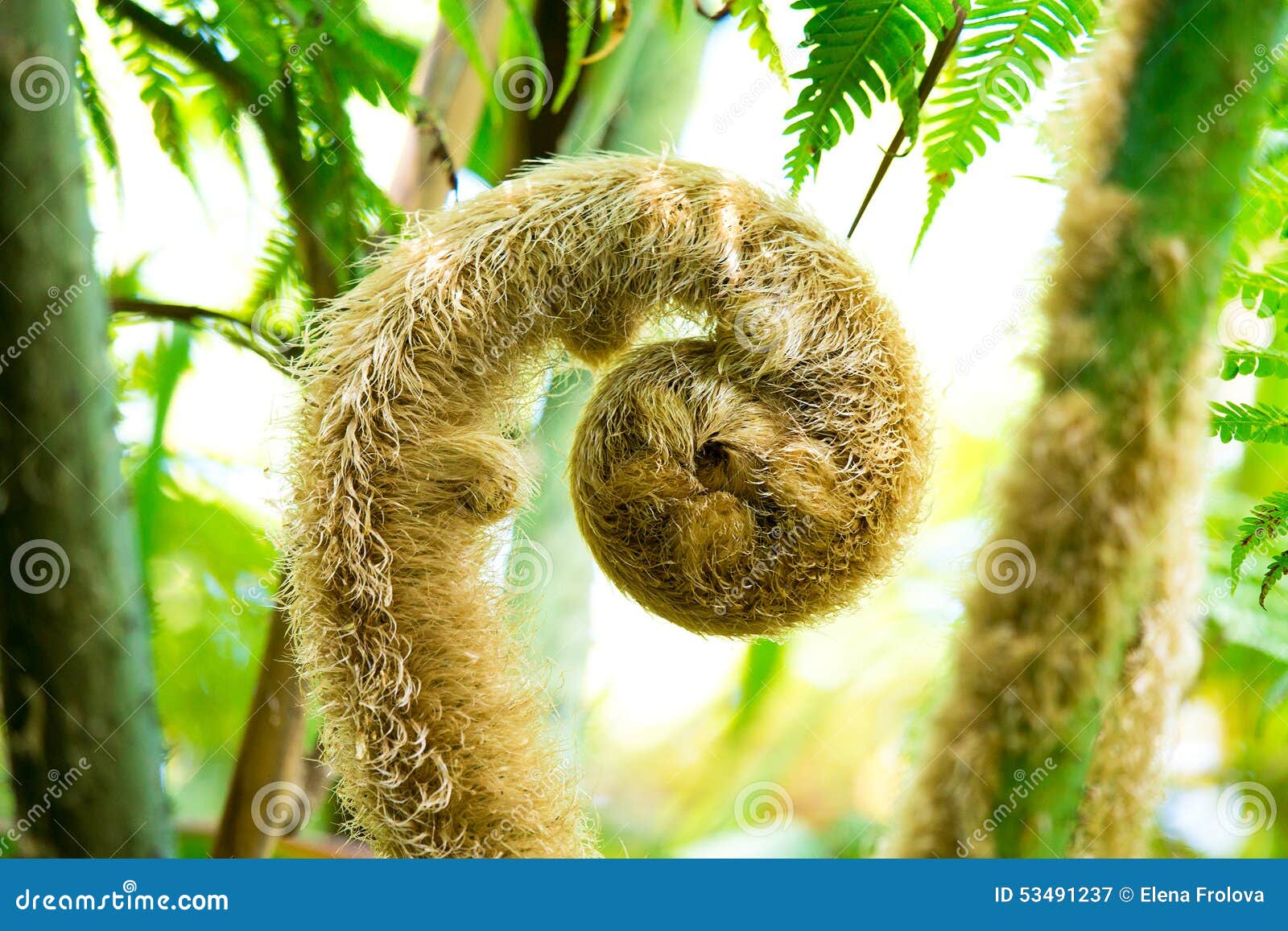 Green Sprout of a Fern in the Tropical Forest Stock Image - Image of ...