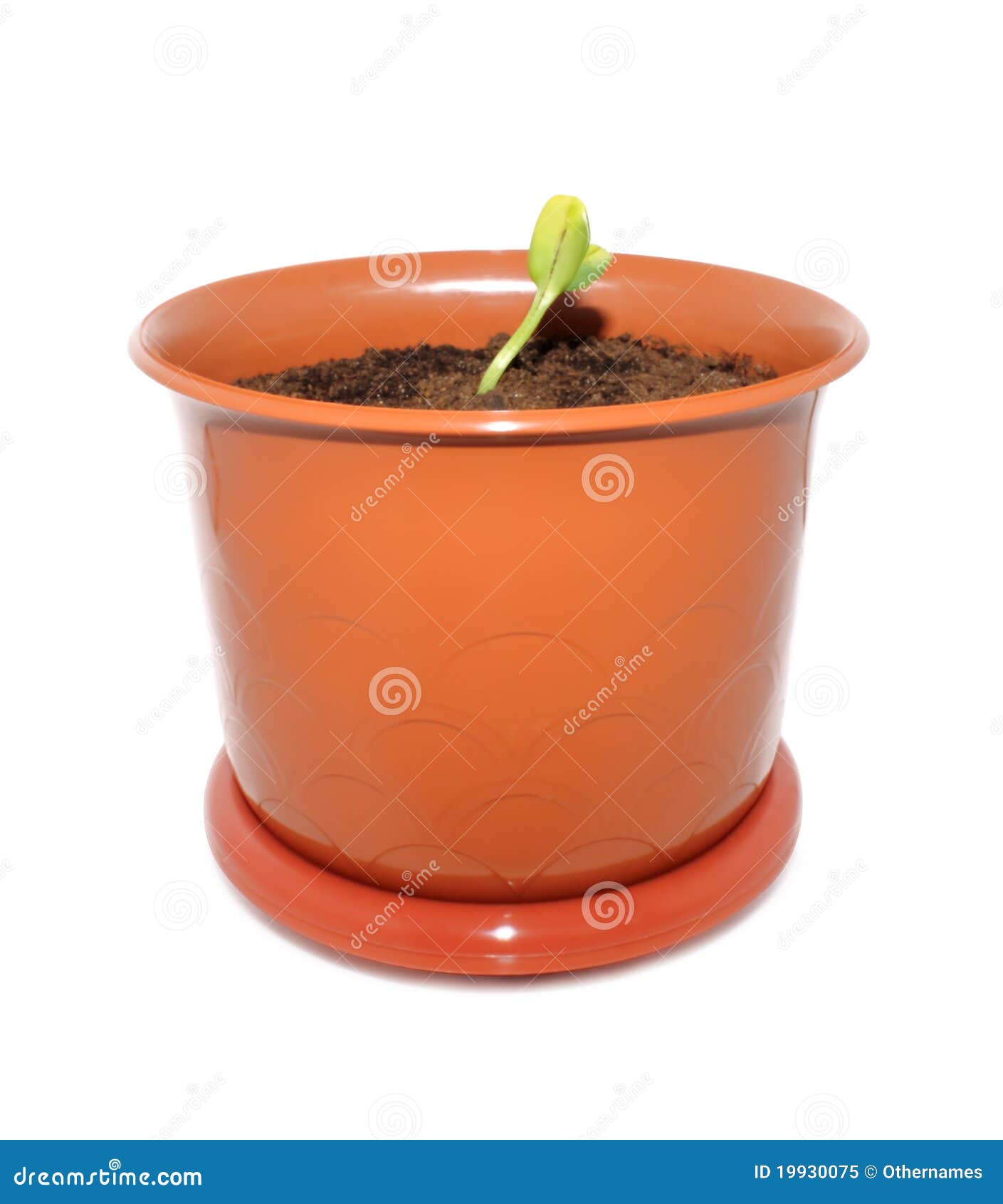 Green Sprout In The Flower Pot Stock Image - Image of flower, green ...