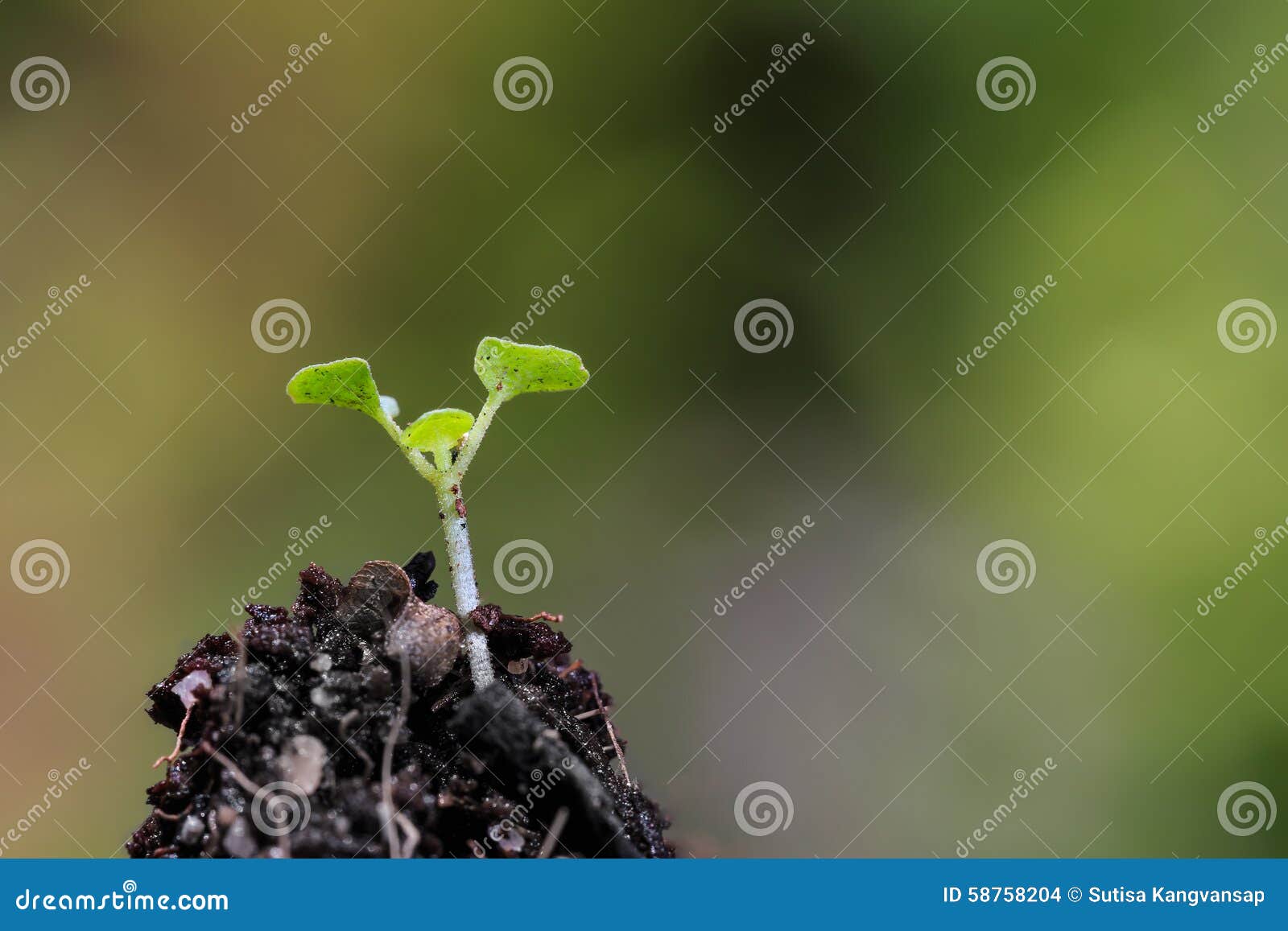 Green sprout on ground stock photo. Image of cultivate - 58758204