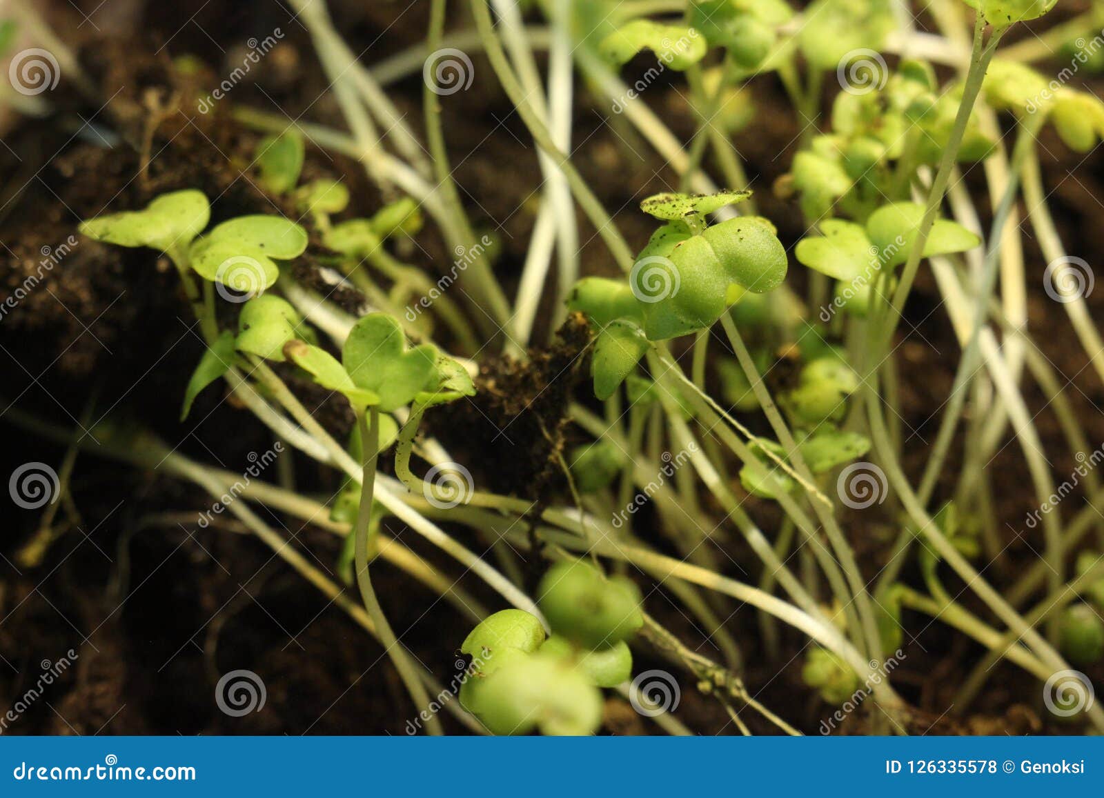 Green Sprout Growing from Ground Background, New or Start or Beginning ...