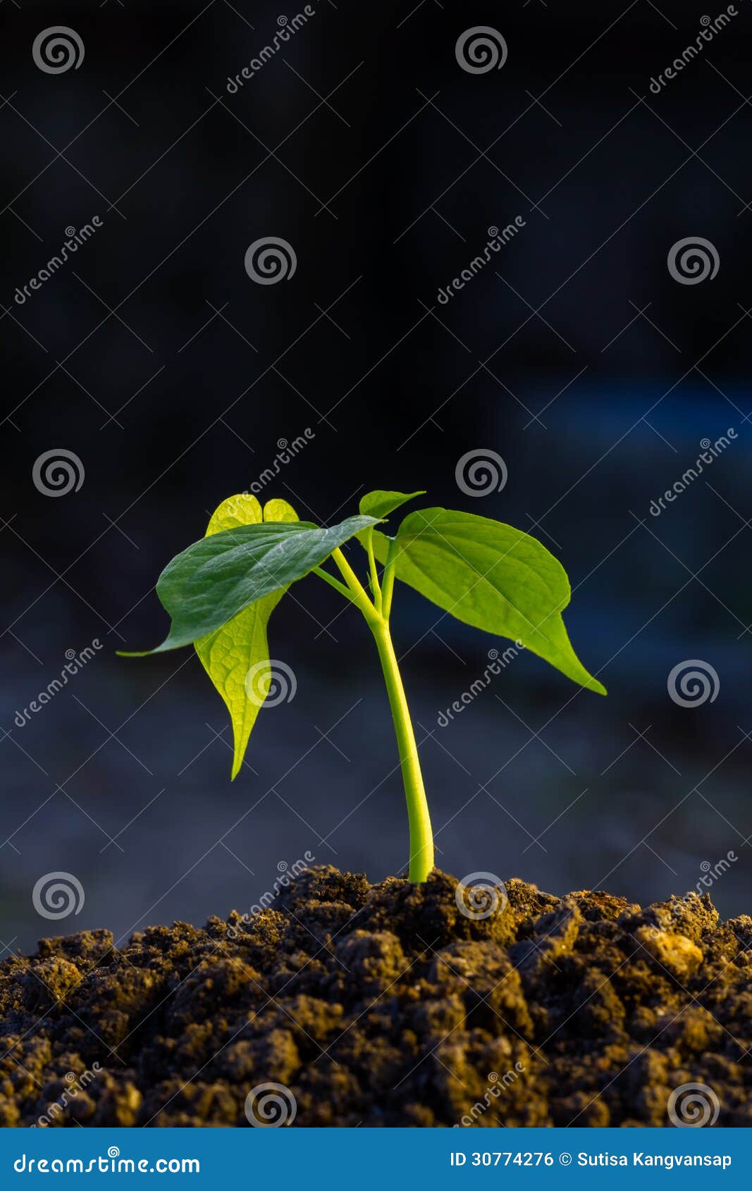 Green Sprout Growing from Ground Stock Photo - Image of ground, drop ...