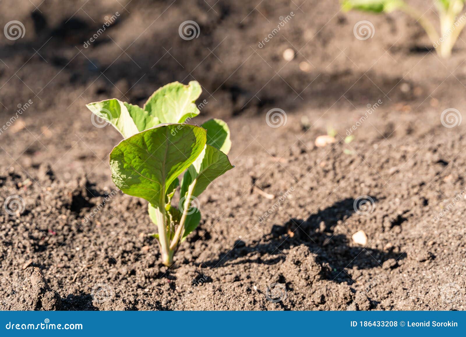 Green Sprout Growing from Ground, New Life or Start Stock Photo - Image ...