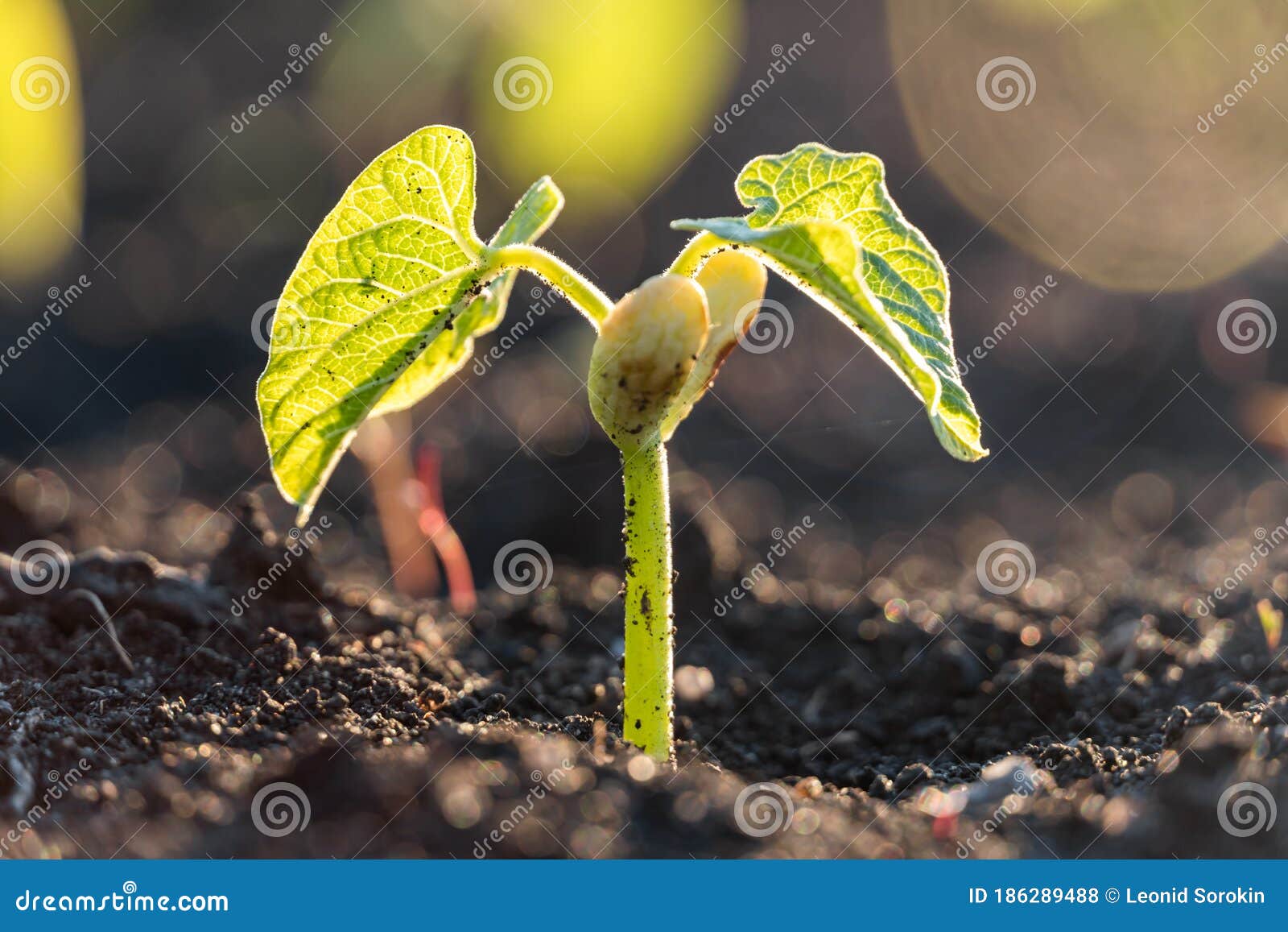 Green Sprout Growing from Ground, New or Start or Beginning Concept ...