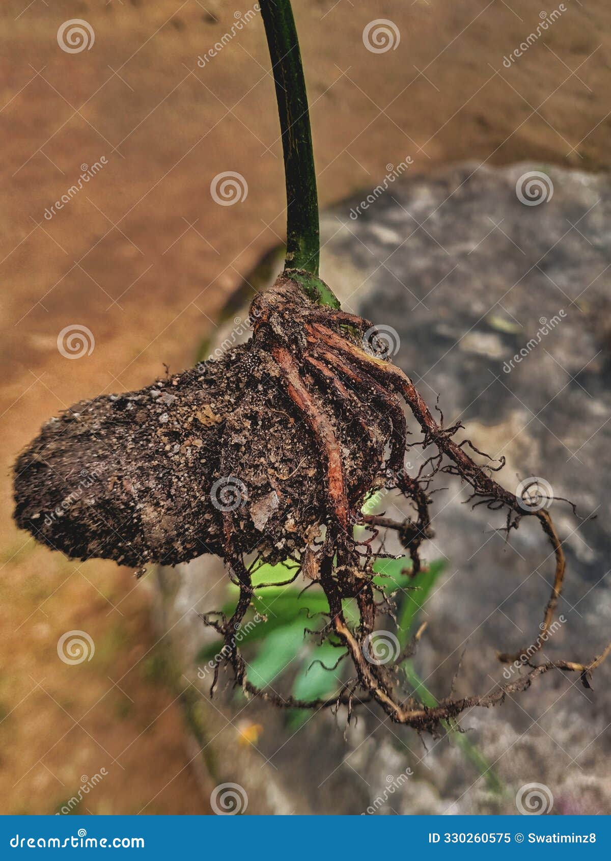 Green Sprout Growing from Mango Seed (germination). Stock Image - Image ...