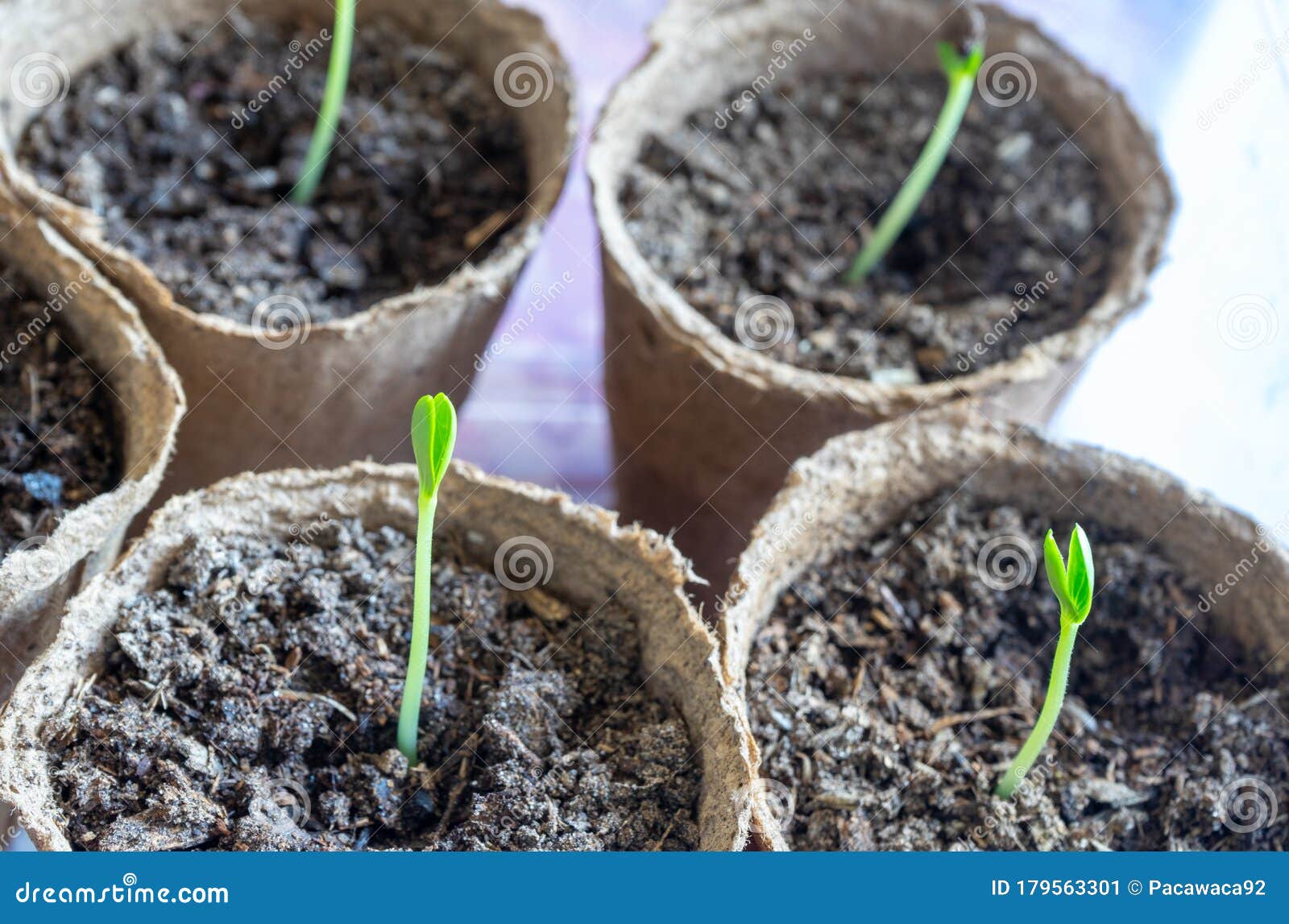 Green Sprout Growing in the Pots Stock Image - Image of macro, nature ...