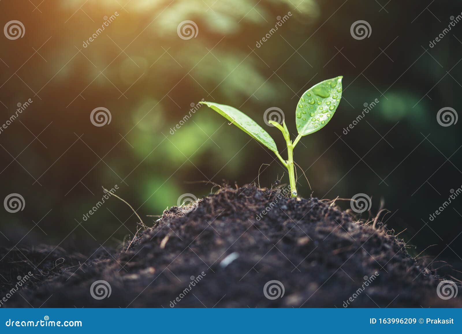 Green sprout growing stock image. Image of young, growing - 163996209