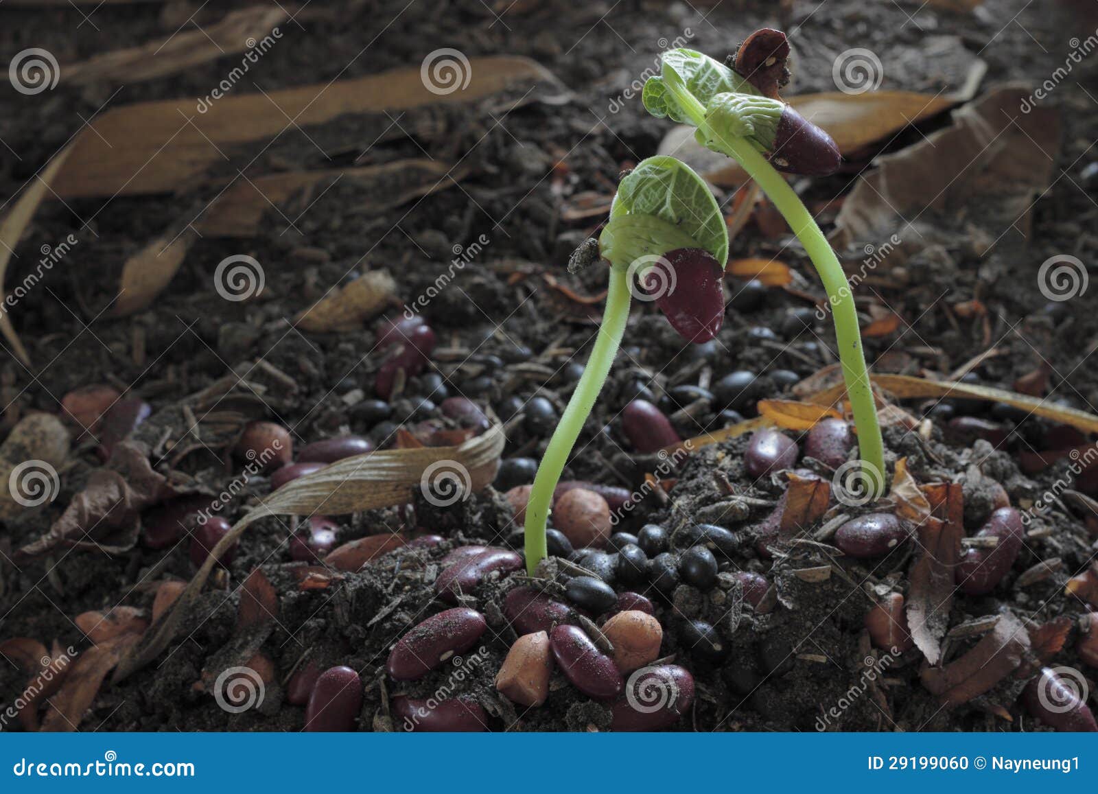 Green Sprout Growing from Seed Stock Photo - Image of concept, botany ...