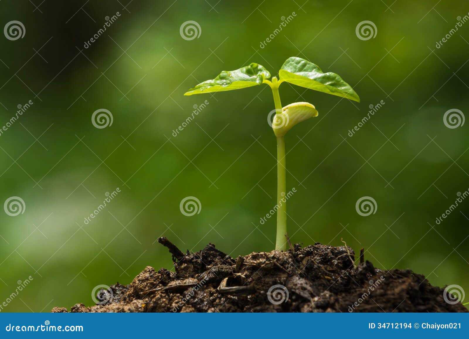 Green sprout growing stock photo. Image of country, dirt - 34712194