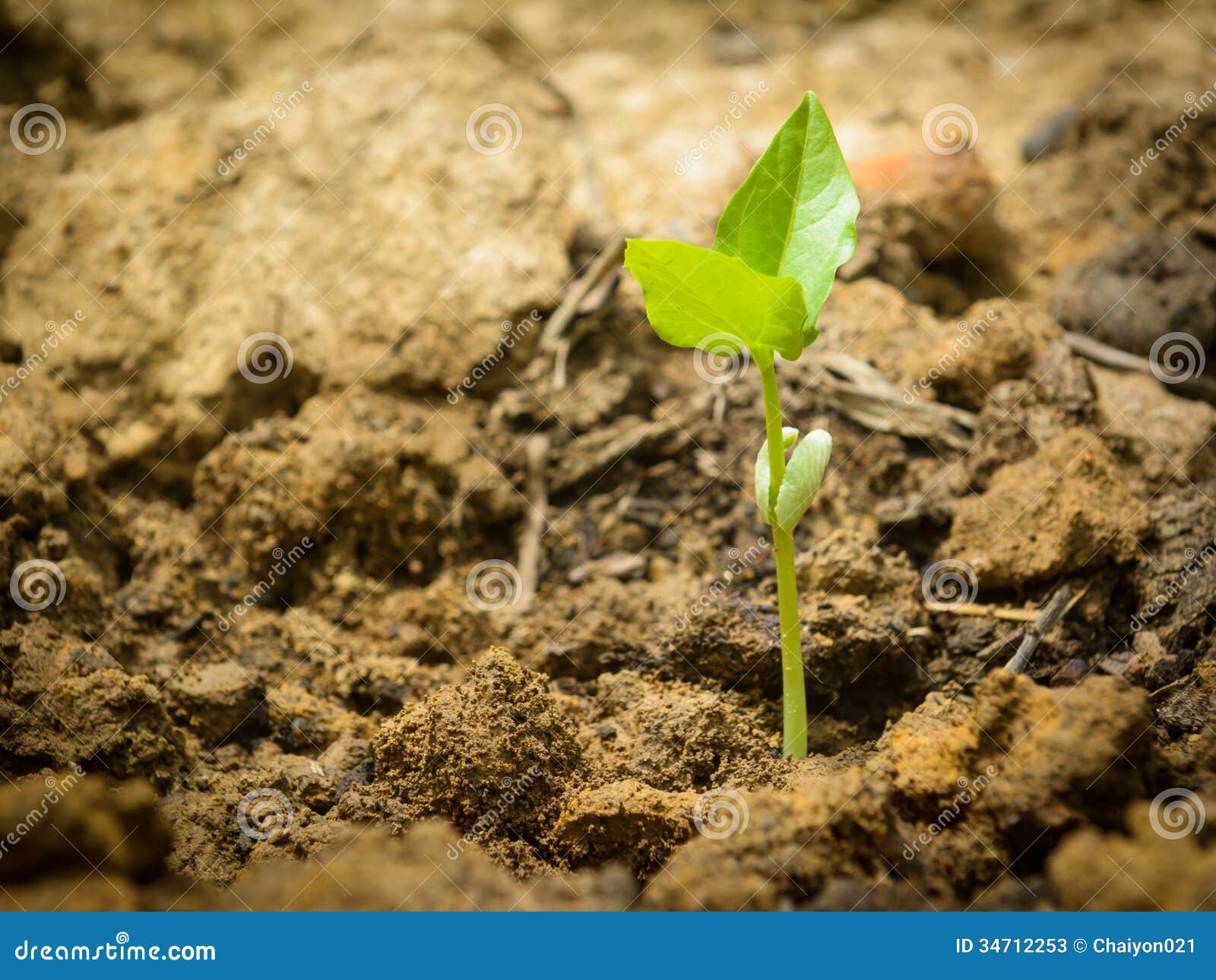 Green sprout growing stock image. Image of gardening - 34712253