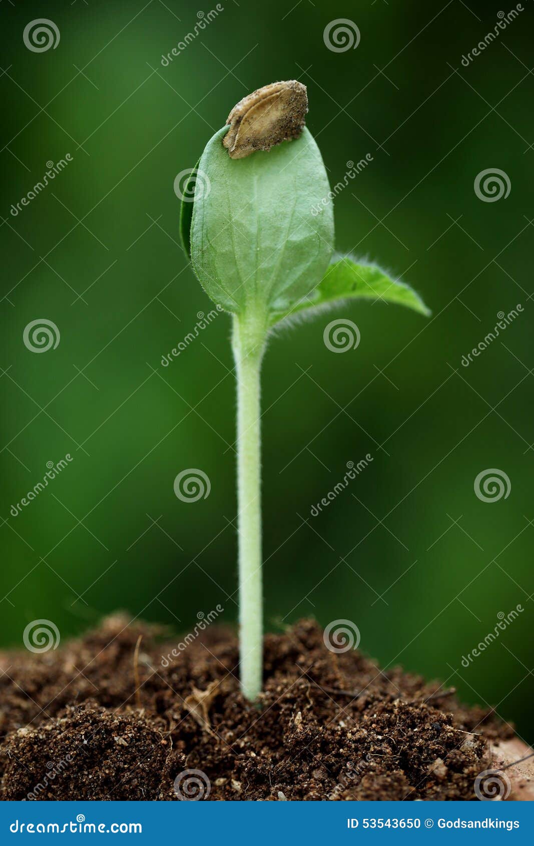 Green Sprout Growing from Seed Stock Photo - Image of ecology, soil ...